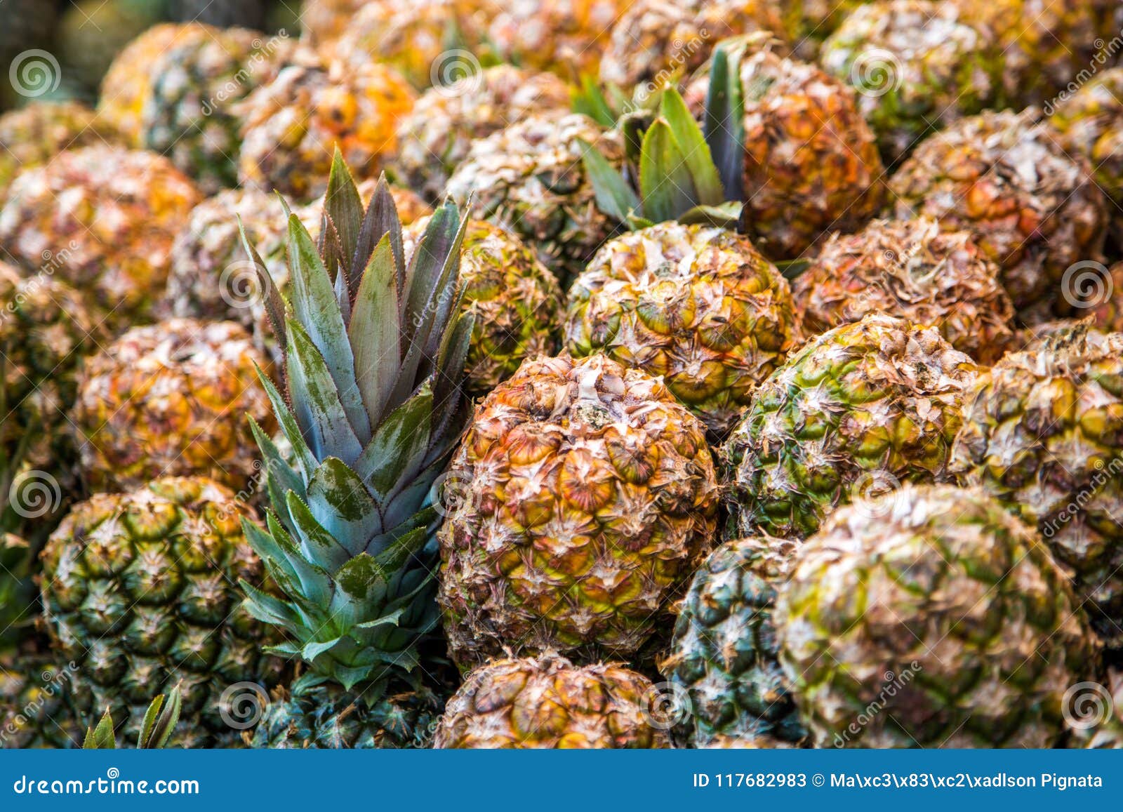 Pineapple Plantation Fruit Exotic Stock Image - Image of gardening ...