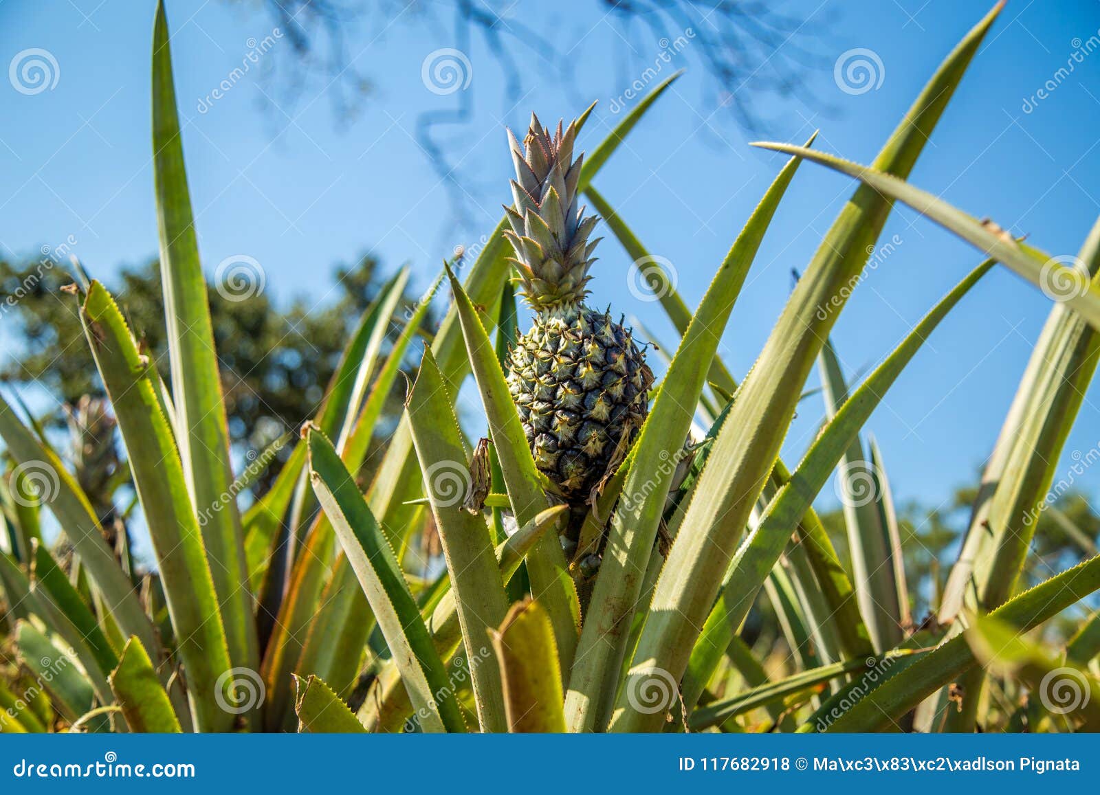 Pineapple Plantation Fruit Exotic Stock Photo - Image of crop, fruit ...