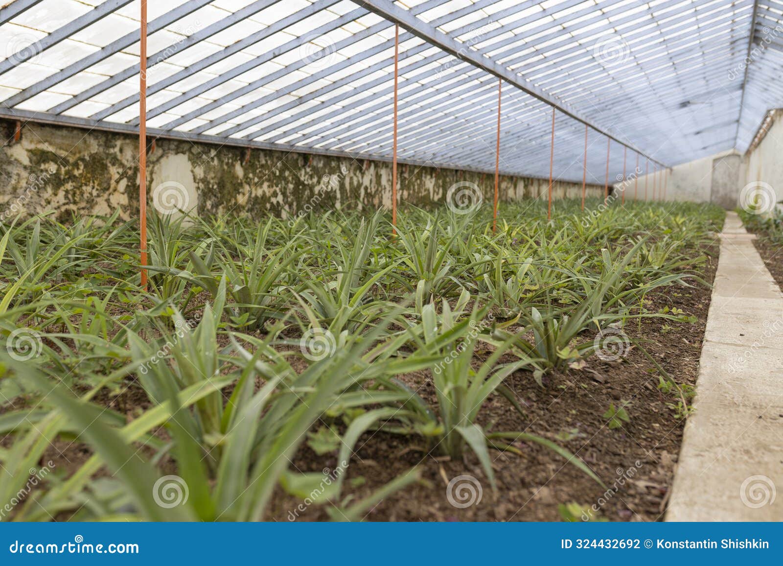 A Pineapple Plantations - Row of Plants Stock Photo - Image of ...