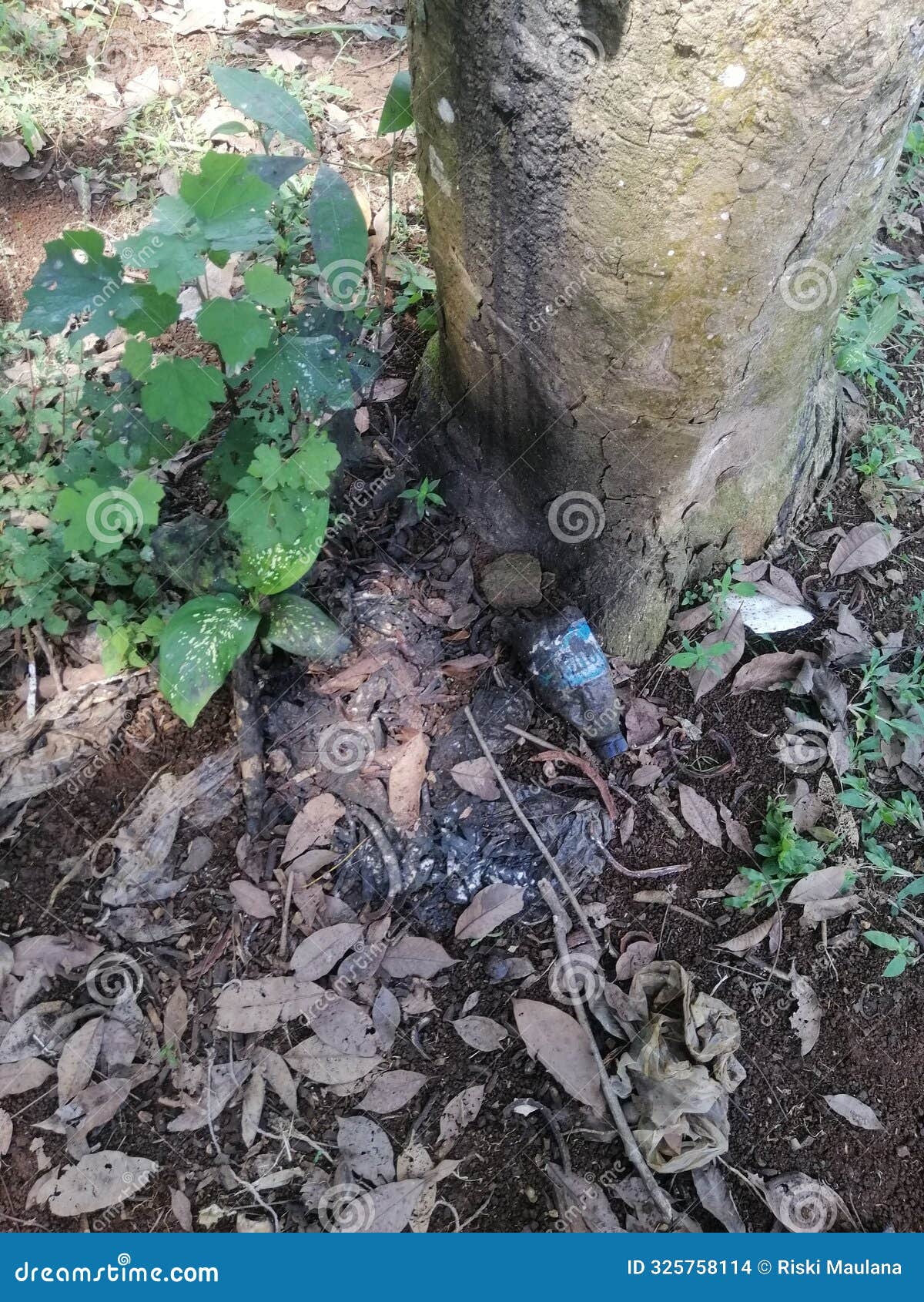 Rubber Trees Used To Extract Rubber Sap Stock Photo - Image of leaf ...