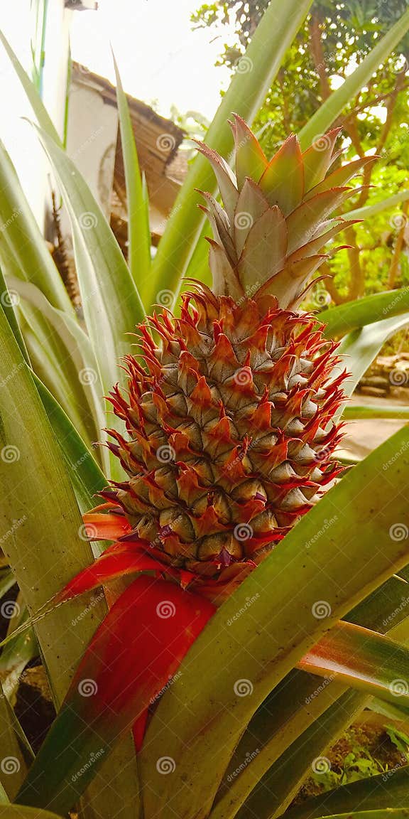 Pineapple Plants that are Not yet Fully Ripe Stock Image - Image of ...