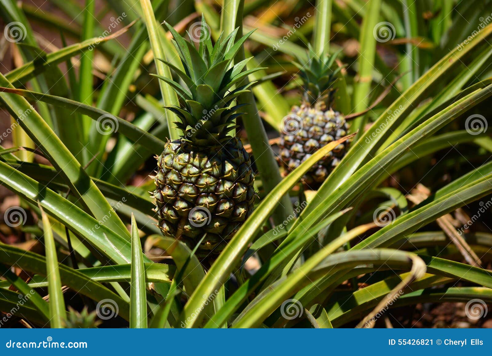 Pineapple Plants in Oahu, Hawaii Stock Image - Image of vacation, oahu ...