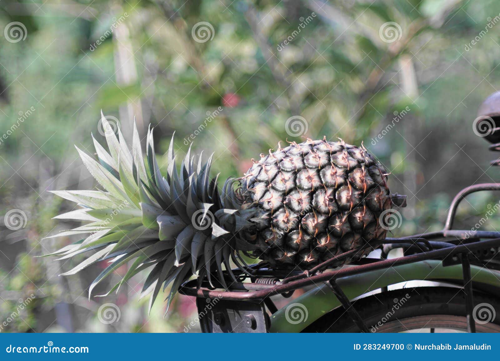 Pineapple on Rear Bicycle Rack Stock Photo - Image of natural, bike: 283249700