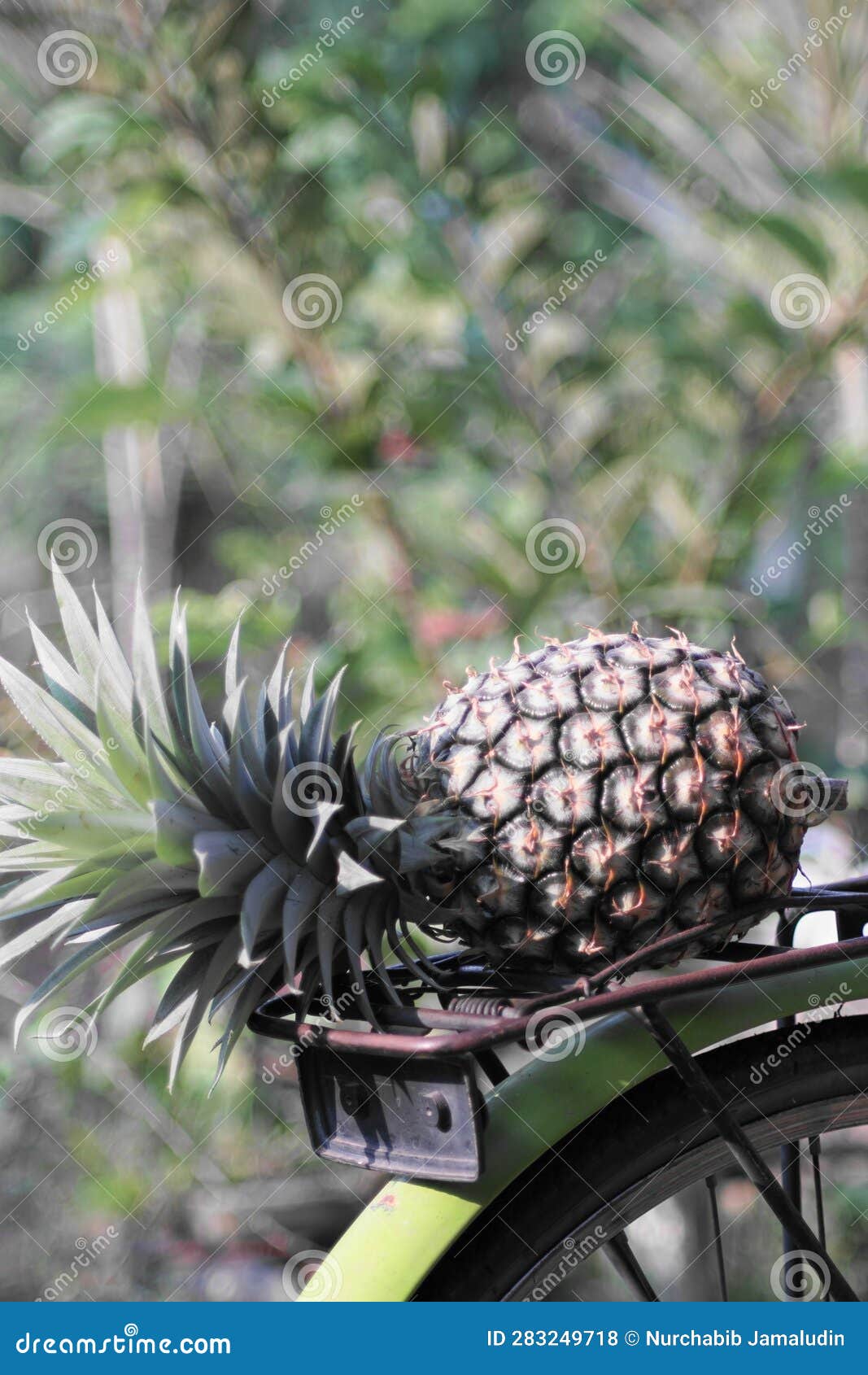 Pineapple on Rear Bicycle Rack Stock Photo - Image of bike, lifestyle: 283249718
