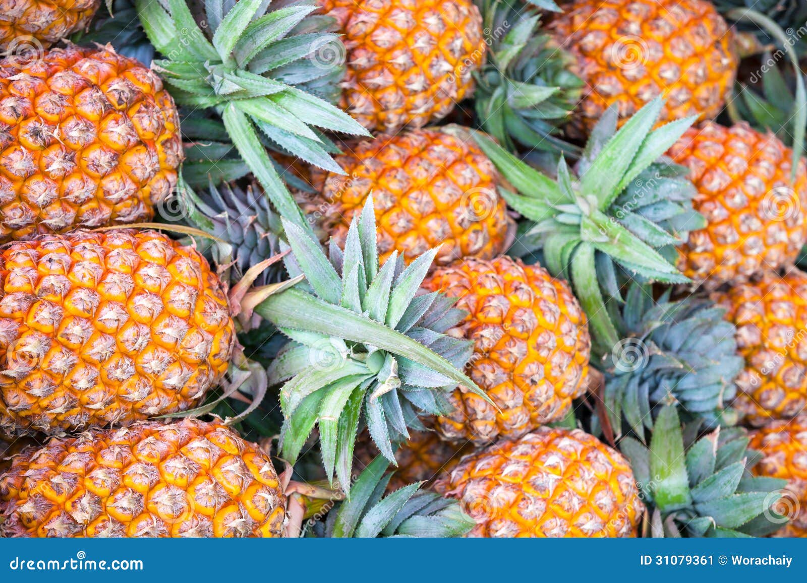 Pineapple in row stock image. Image of pile, food, yellow - 31079361