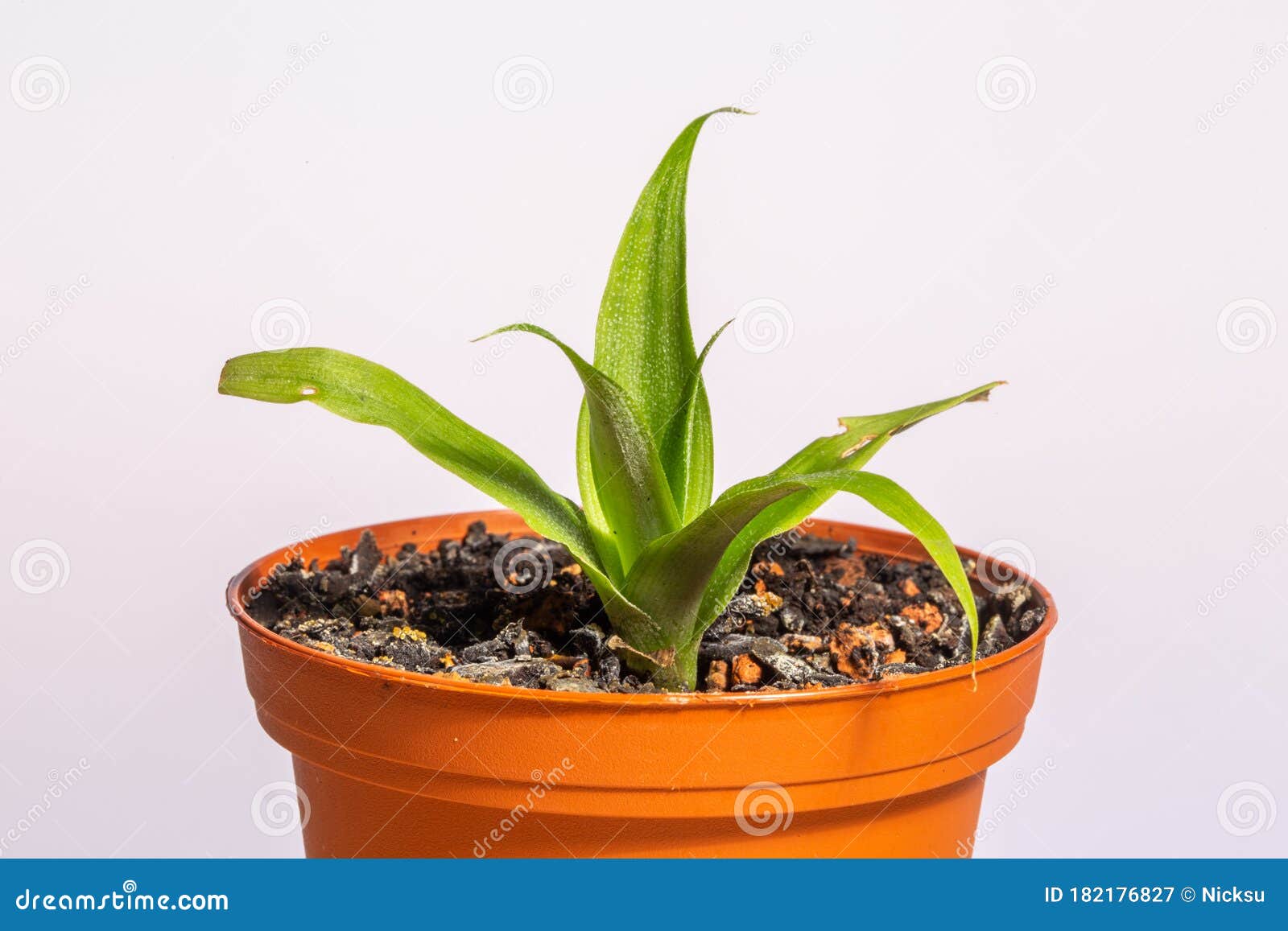 Pineapple Seedling in the Pot Stock Image - Image of closeup, childhood ...