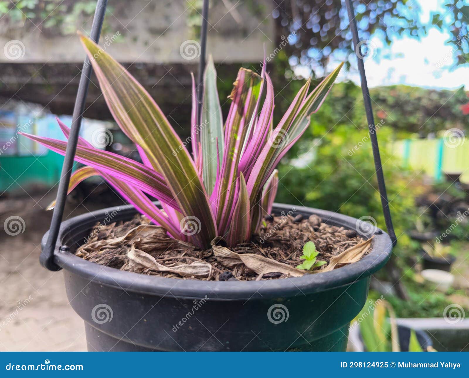 Pineapple Shell Plant Grows Stock Image - Image of grows, decorative ...
