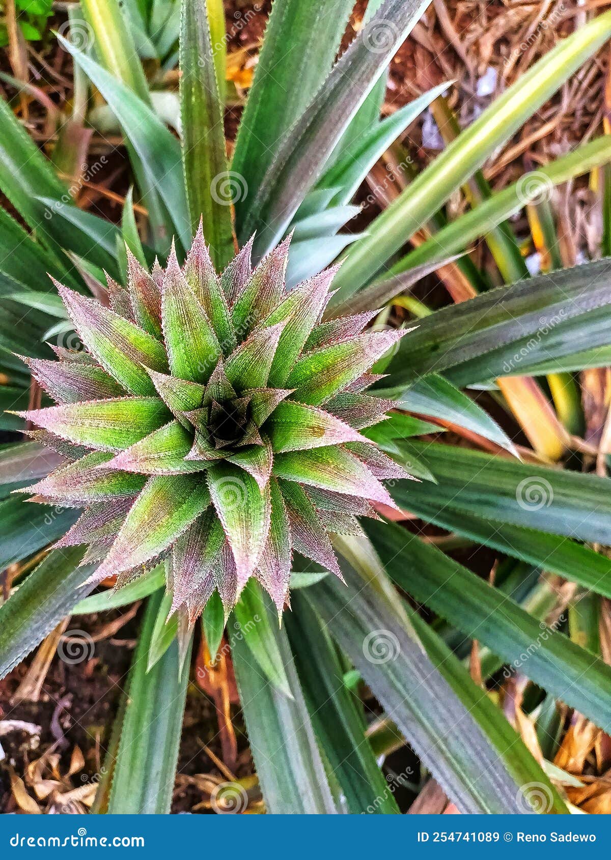 Pineapple shoot texture stock image. Image of botany - 254741089