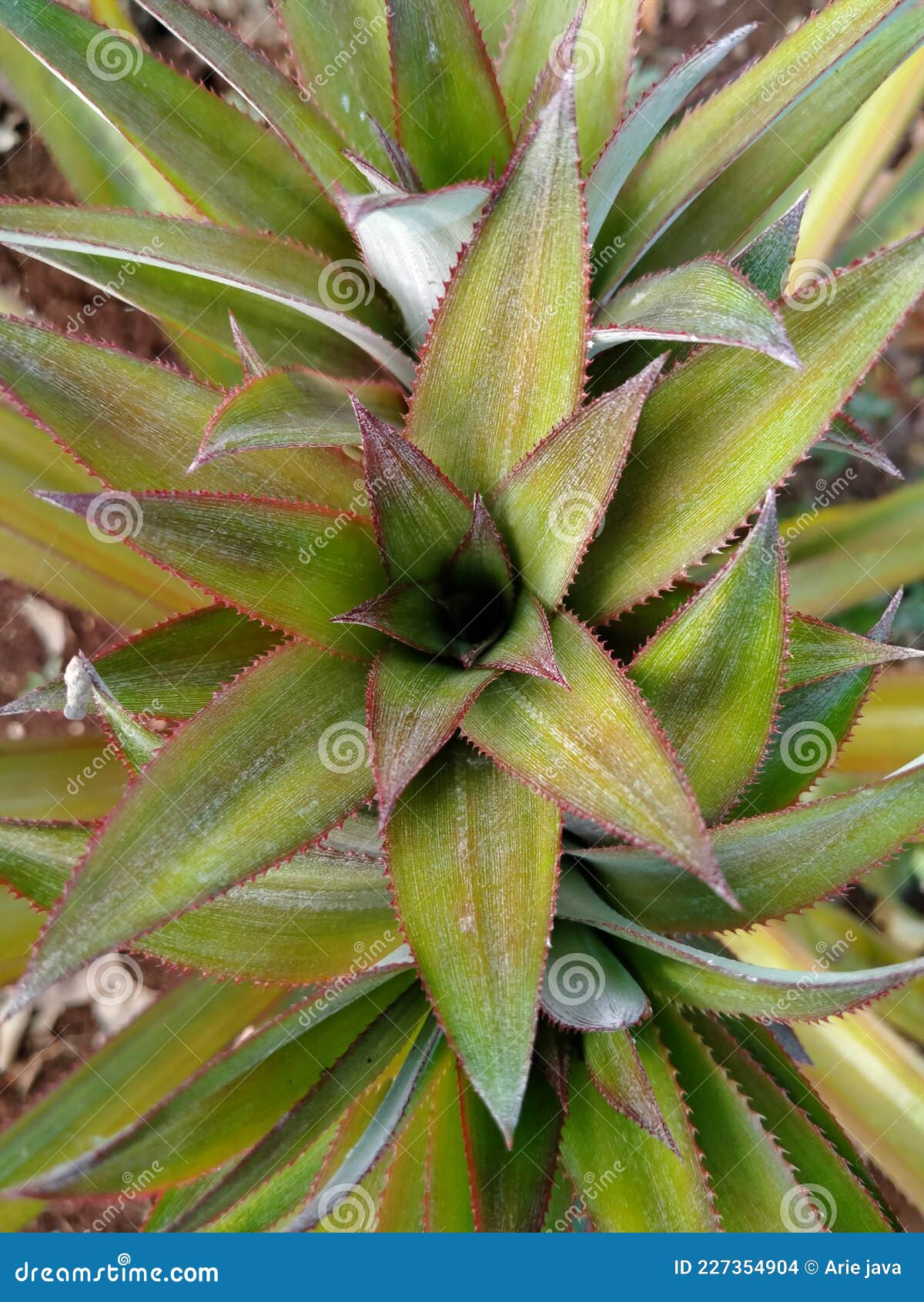Pineapple Shoots Can Be Planted in the Garden Stock Photo - Image of ...