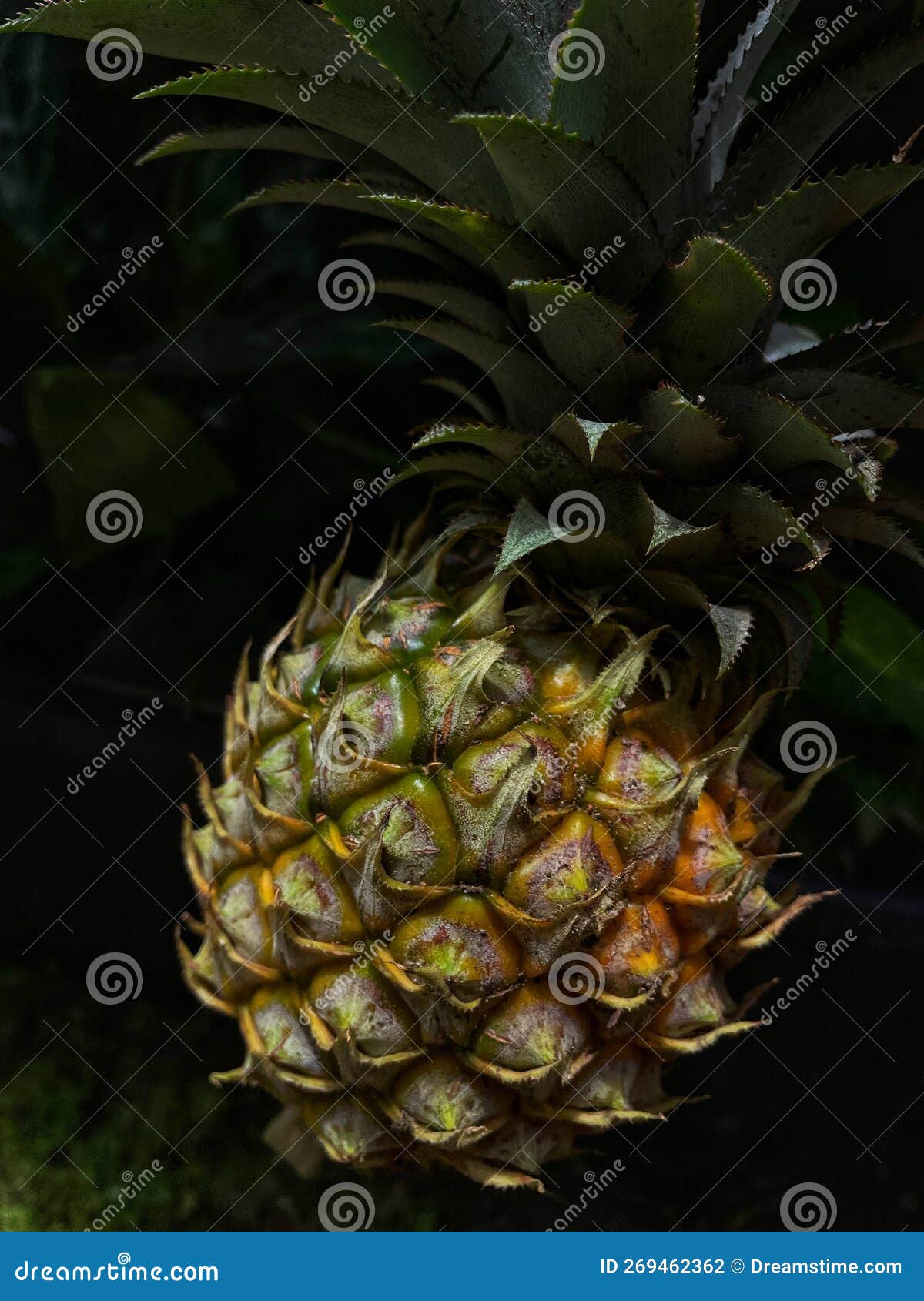 Pineapple stock photo. Image of sharp, shape, slidris - 269462362
