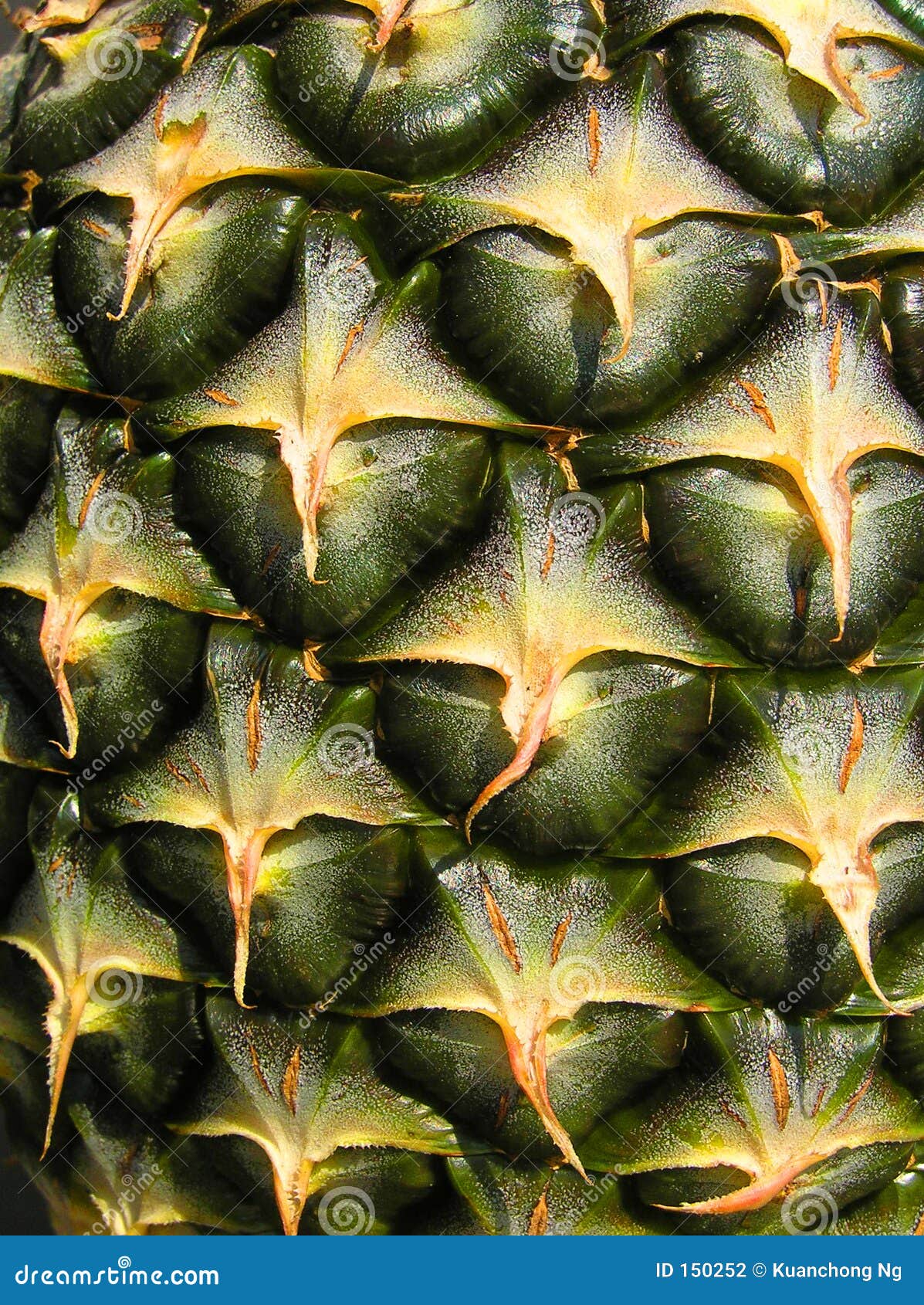 Pineapple skin texture stock photo. Image of healthy, health - 150252