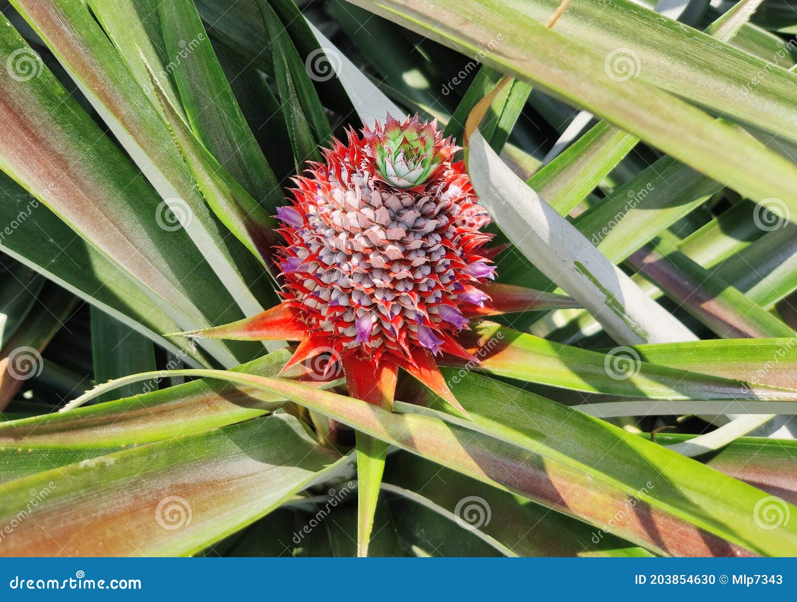 Pineapple Sprout Fruit Growing in a Plantation Stock Photo - Image of ...