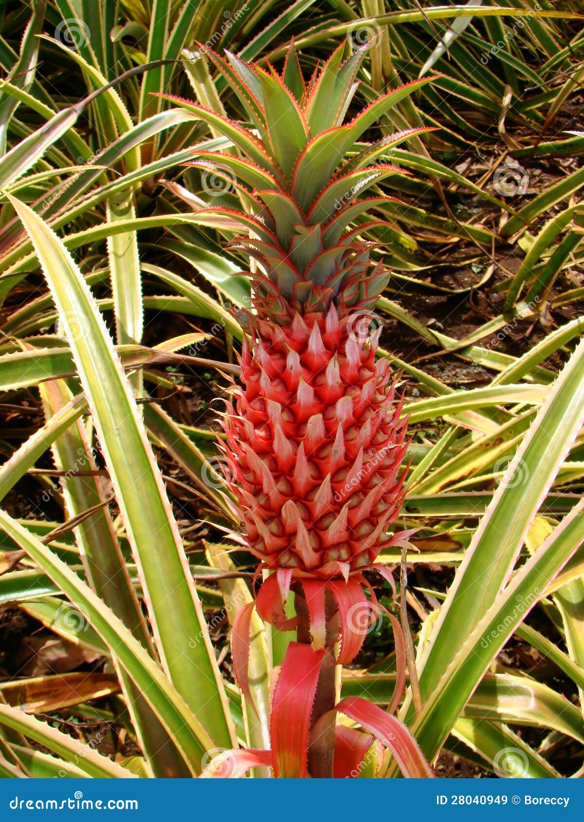 Pineapple on the Stalk, Dole Plantation, Oahu Stock Image - Image of ...