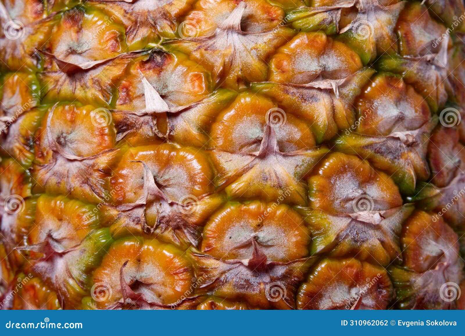 Pineapple texture stock photo. Image of pattern, fruit - 310962062