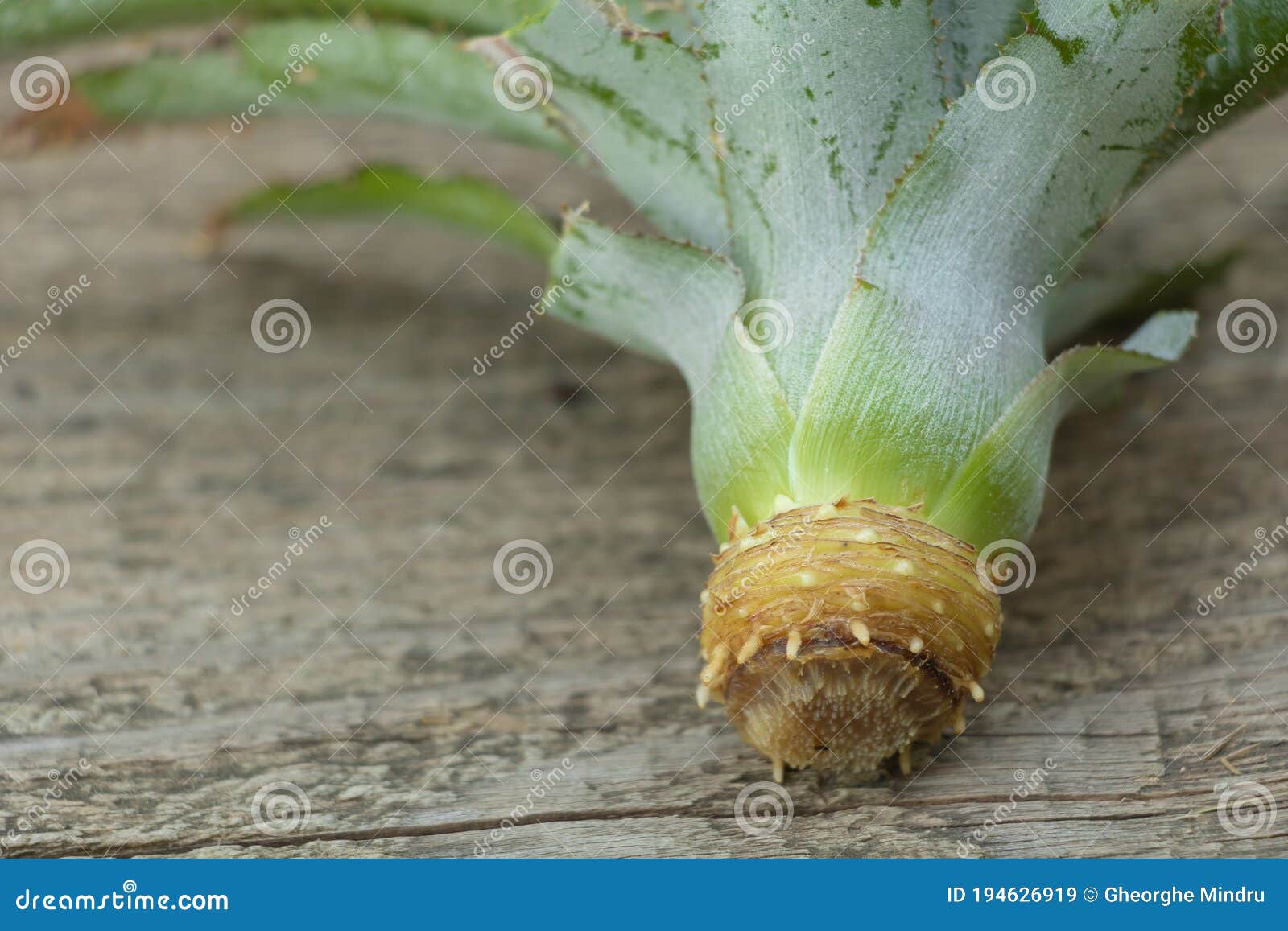 Roots Of The Pineapple Sprout, Propagation Planting Pineapples In Water ...