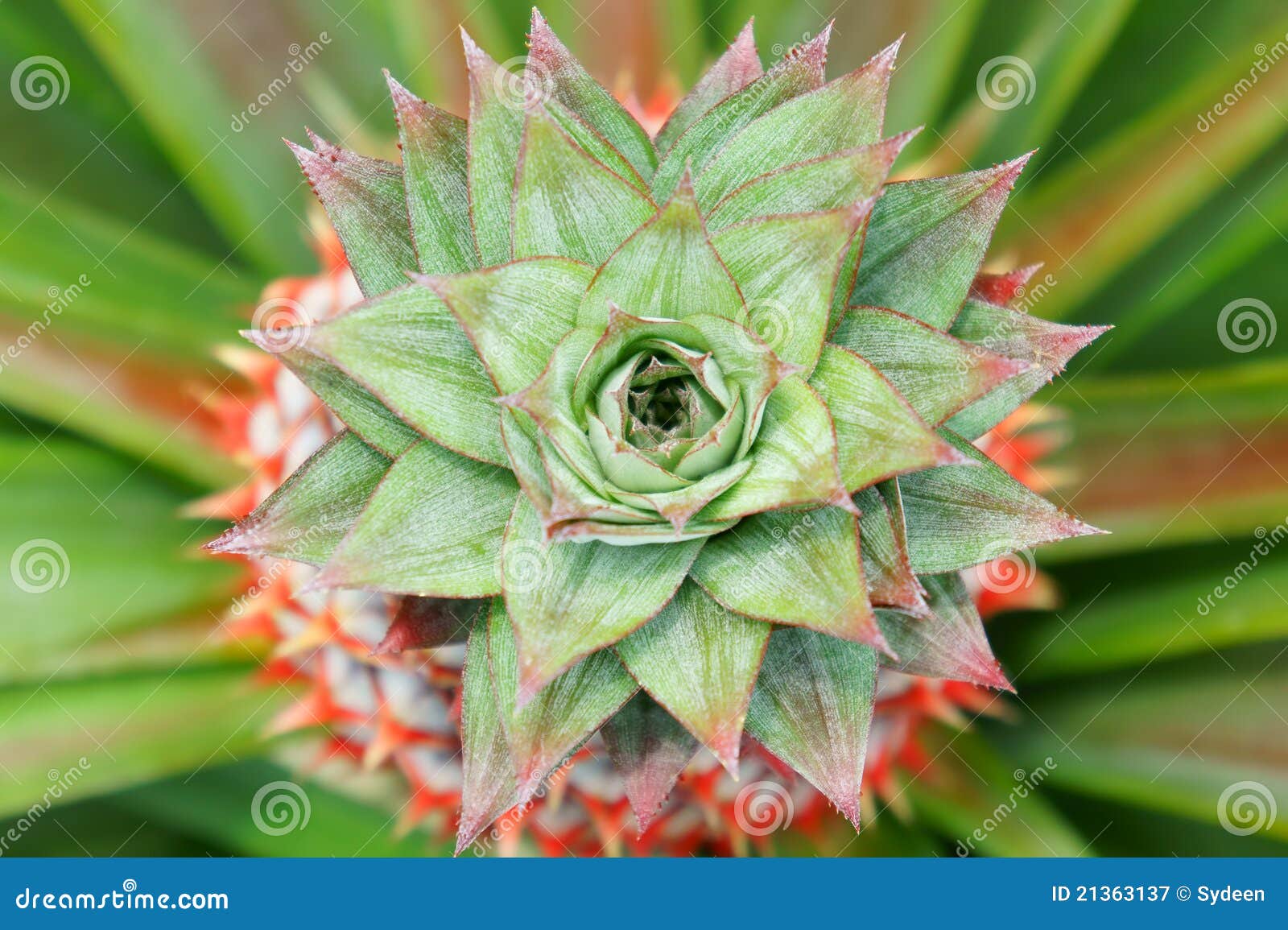 Pineapple top view stock image. Image of symmetrical - 21363137