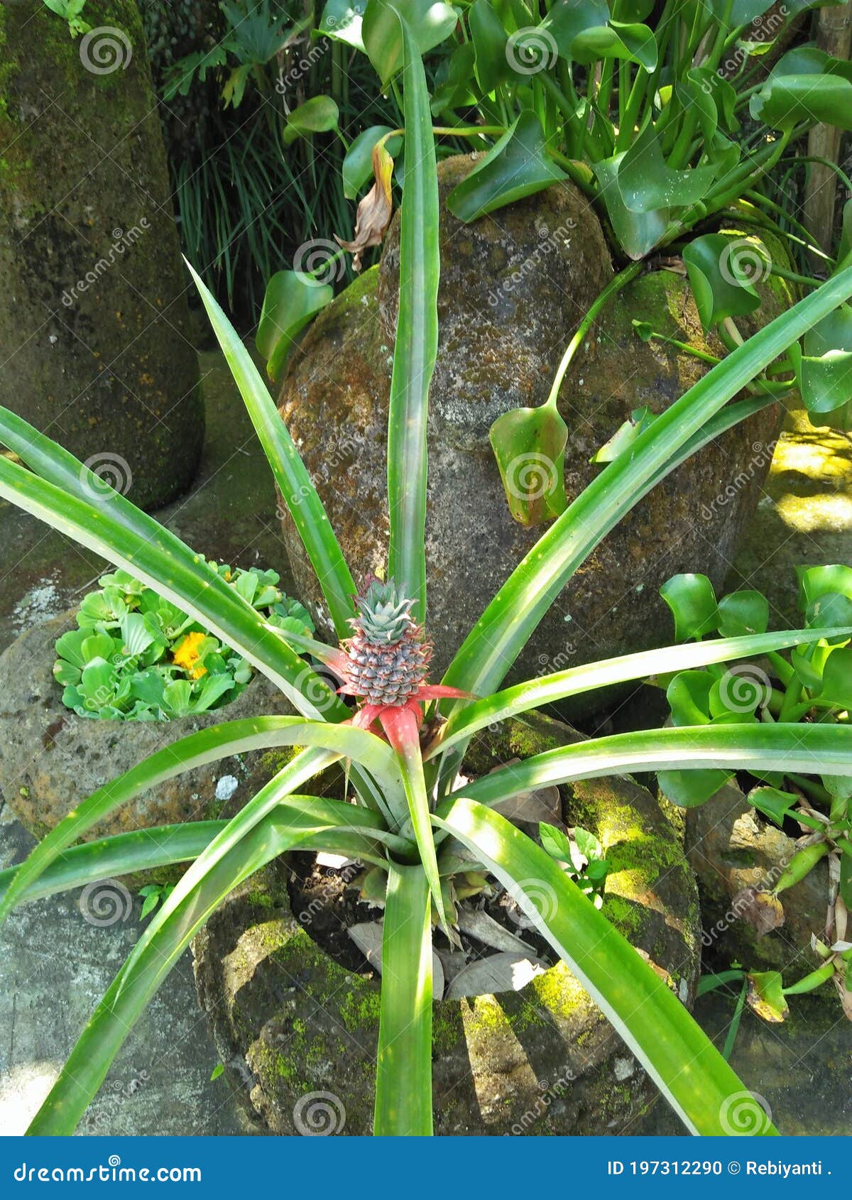 Pineapple tree stock photo. Image of vegetable, produce - 197312290