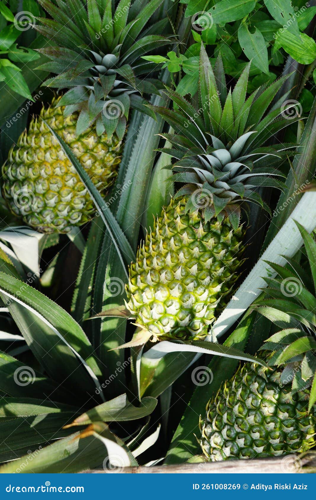 Pineapple Tree (Ananas Comosus) with a Natural Background Stock Image ...
