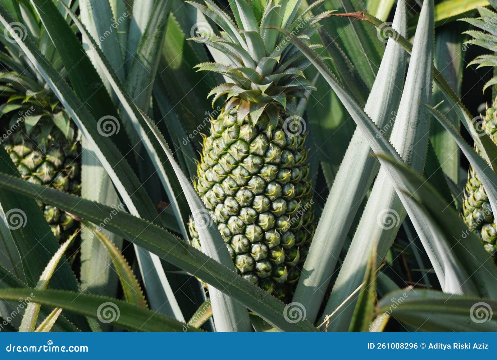 Pineapple Tree (Ananas Comosus) with a Natural Background Stock Photo ...