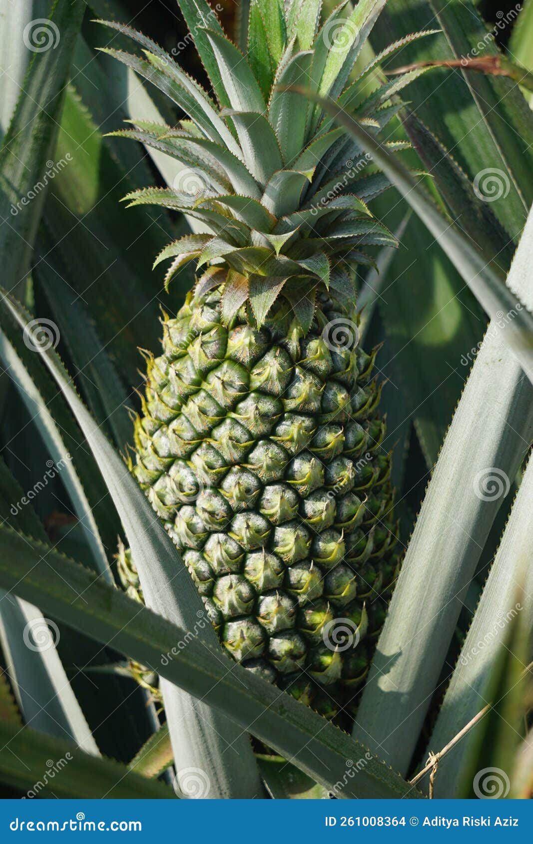 Pineapple Tree (Ananas Comosus) with a Natural Background Stock Photo ...