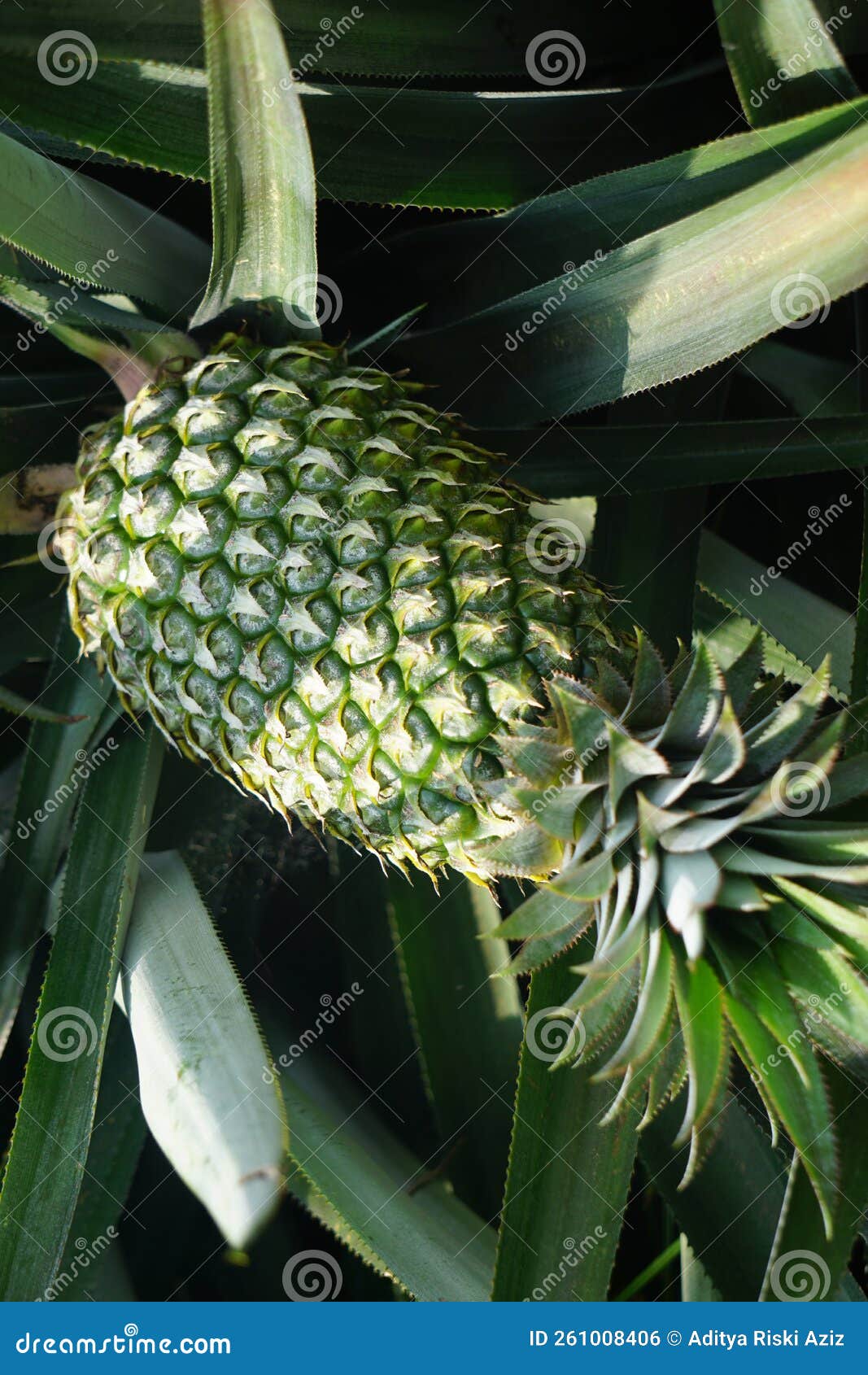 Pineapple Tree (Ananas Comosus) with a Natural Background Stock Photo ...