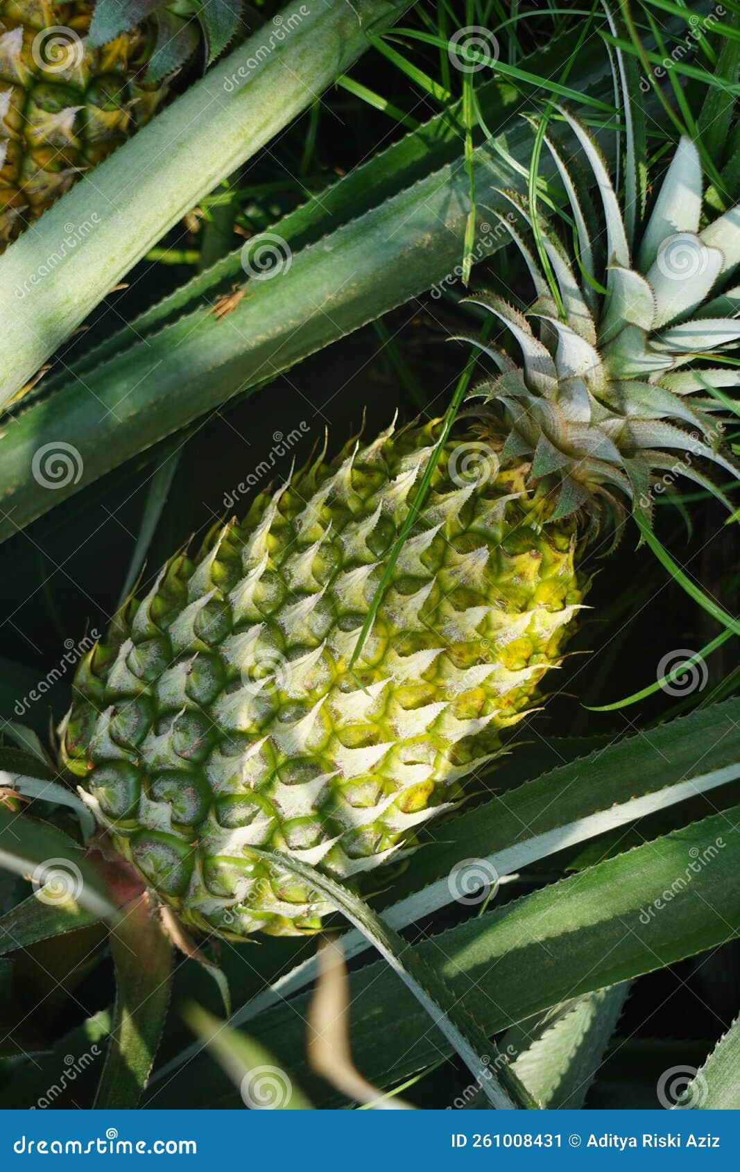 Pineapple Tree (Ananas Comosus) with a Natural Background Stock Image ...