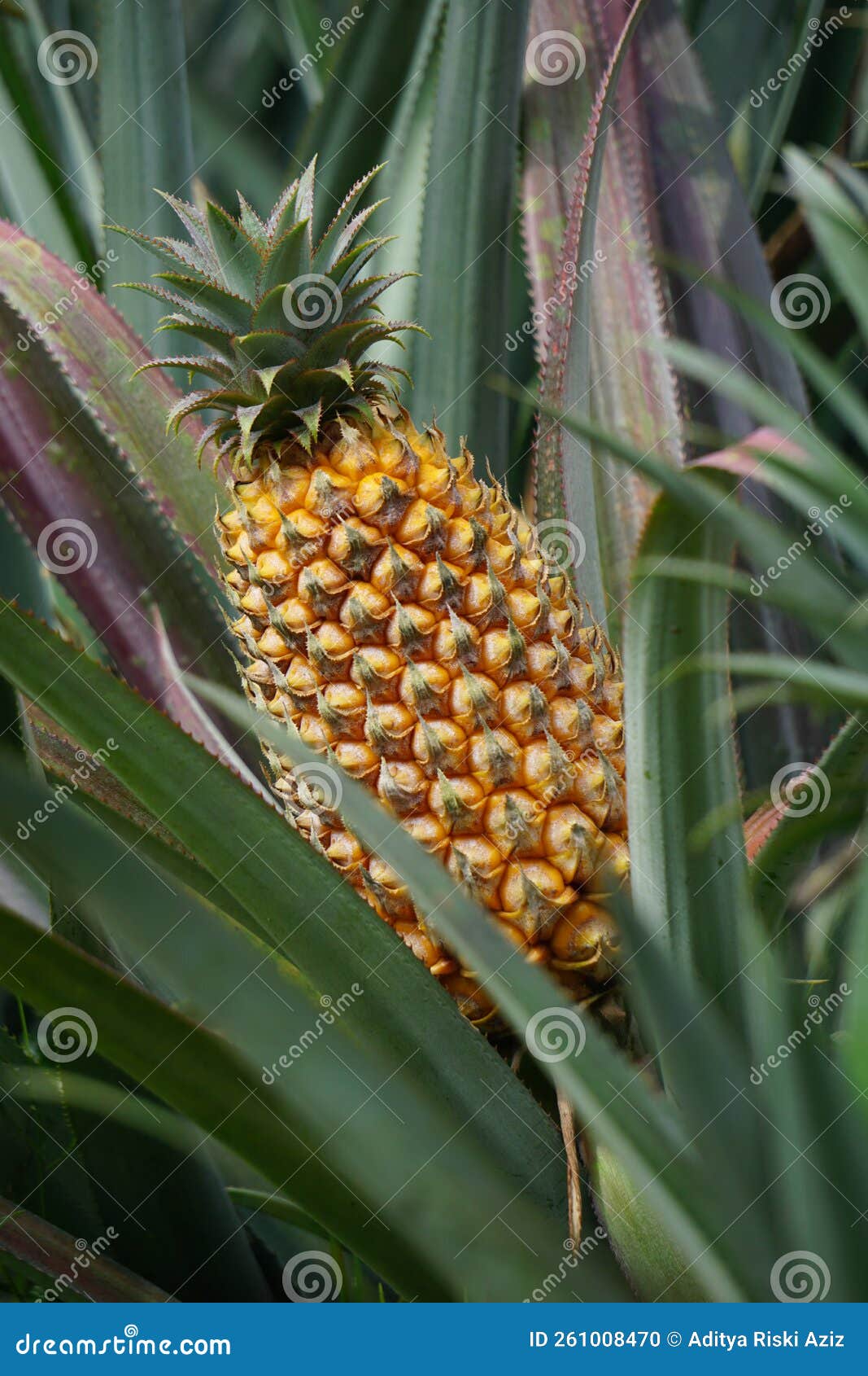 Pineapple Tree (Ananas Comosus) with a Natural Background Stock Photo ...