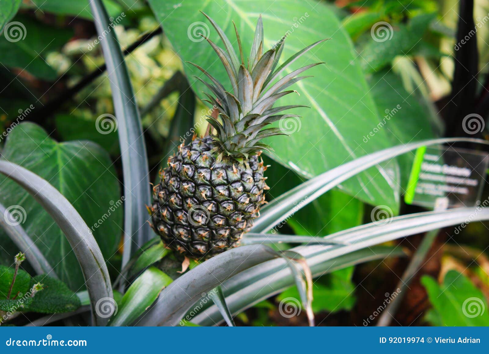 Pineapple in the Tree Ananas Fruit Background Stock Photo - Image of ...
