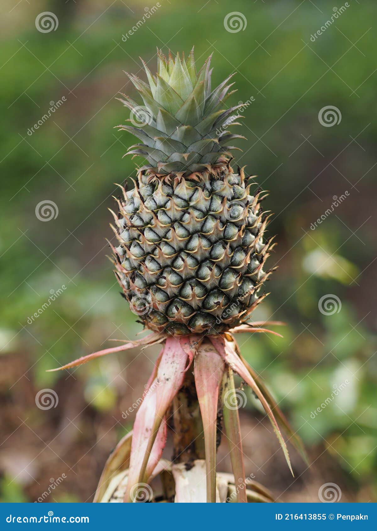 The Pineapple Tree Is Bearing Fruit In On Blurred Nature Background ...
