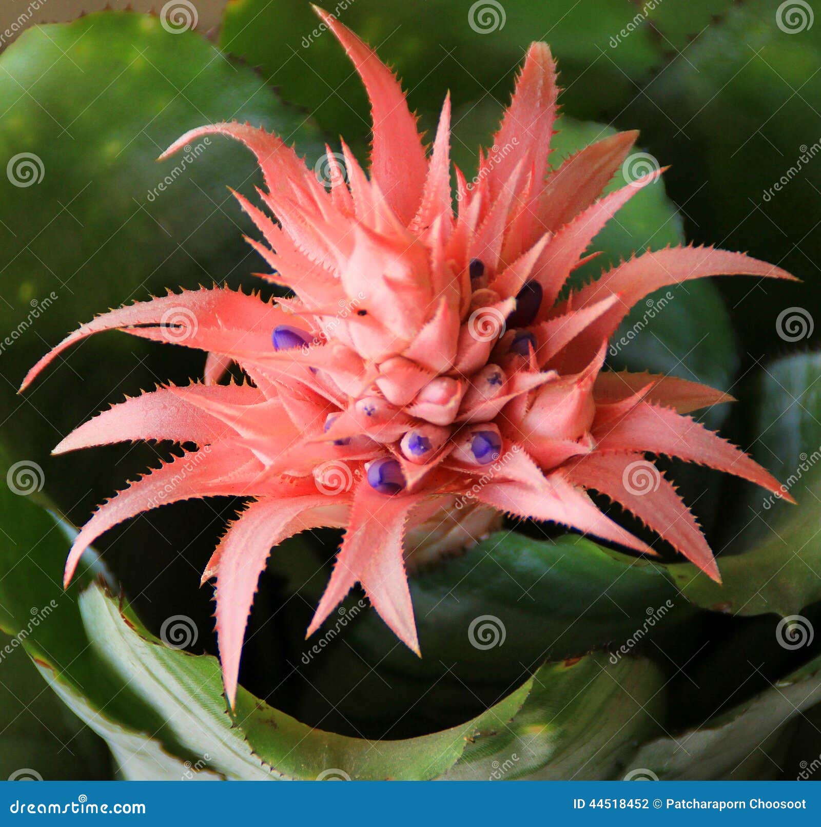 Pineapple tree stock photo. Image of forest, flower, cute - 44518452