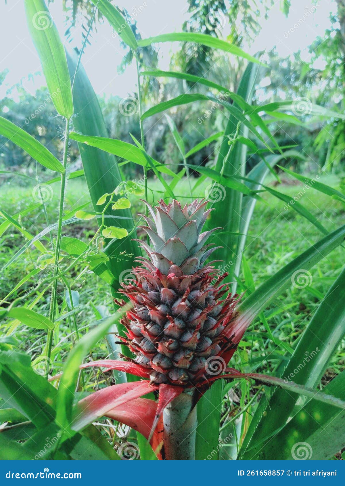 Pineapple Tree Beautiful, Very Good Stock Image - Image of pineapple ...