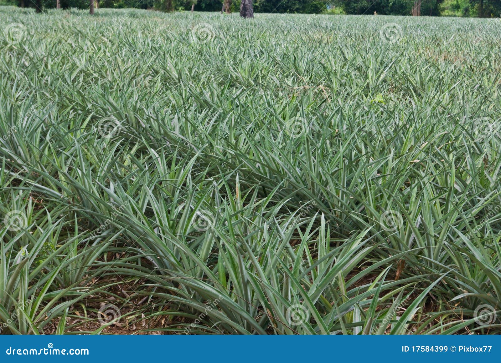 Pineapple Tree Isolated On White Background Royalty-Free Stock Photo ...