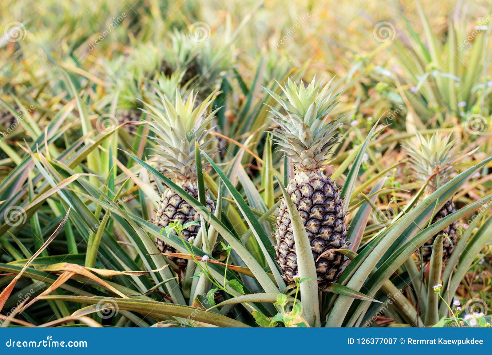 Pineapple on tree in farm. stock image. Image of ananas - 126377007