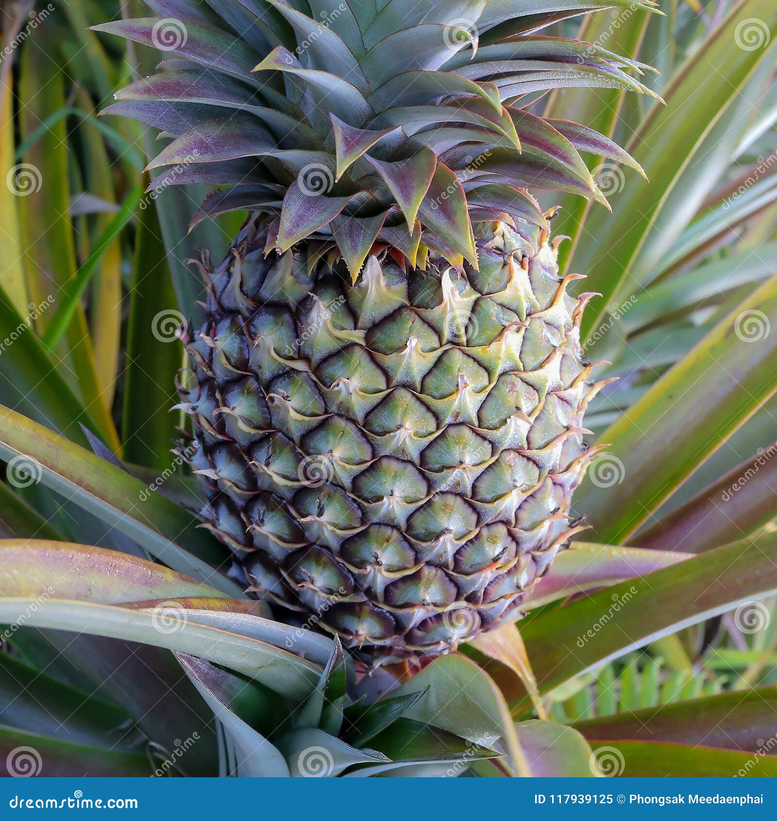 Pineapple on Tree in Farm Plantation. Stock Image - Image of plantation ...