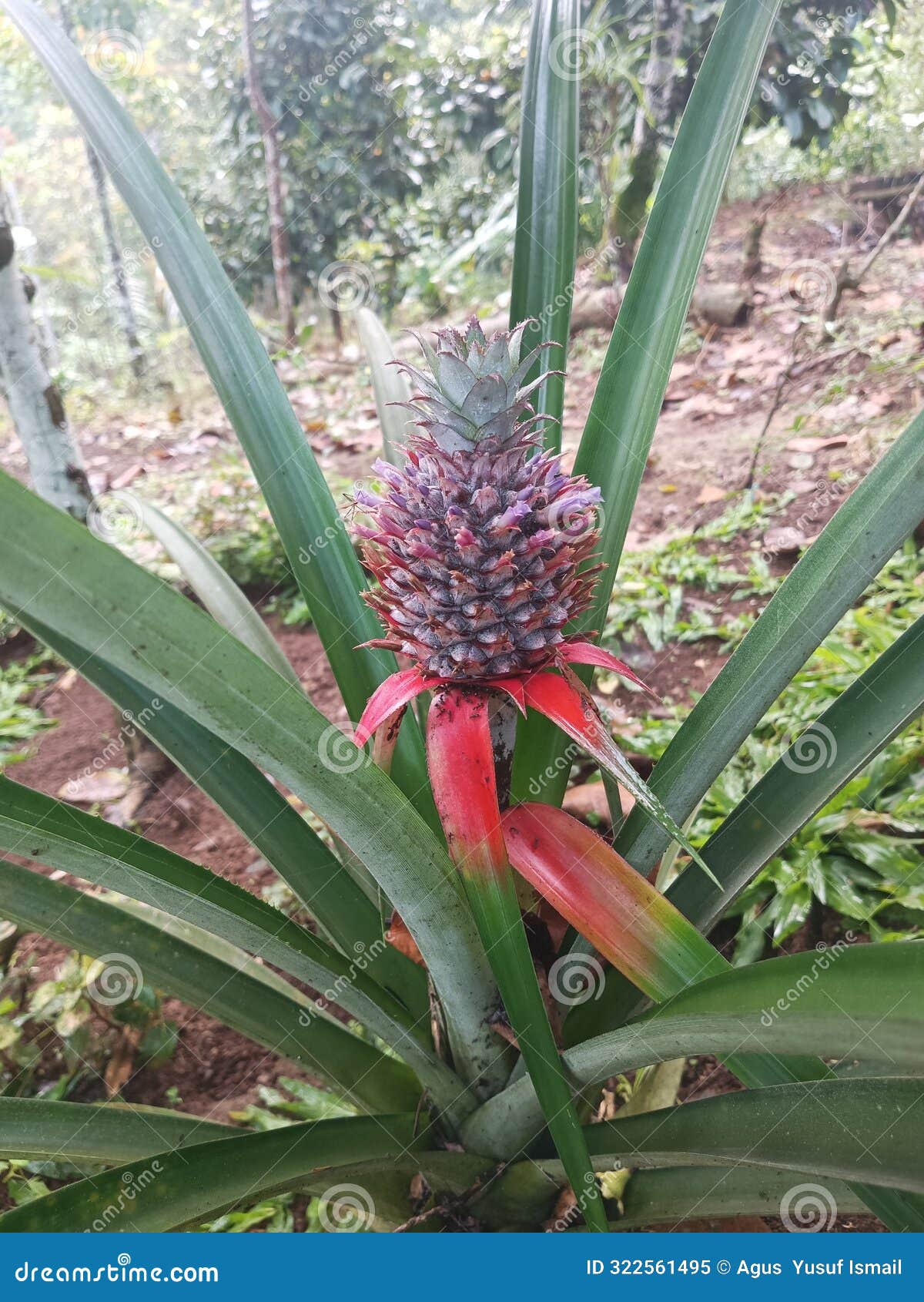 A Pineapple Tree in the Garden Stock Image - Image of cactus, lake ...