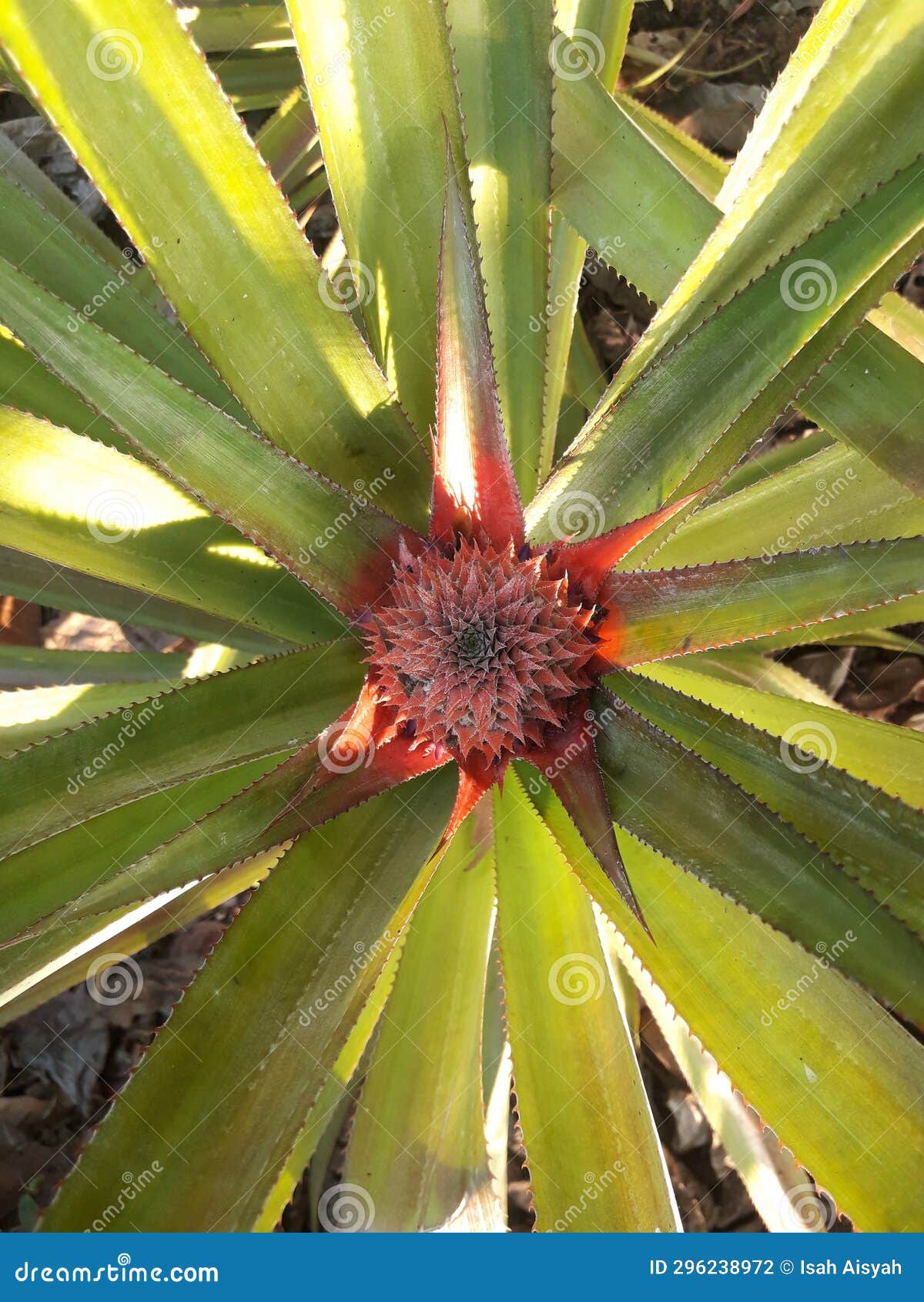 Pineapple Tree on the Ground Stock Photo - Image of nature, green ...