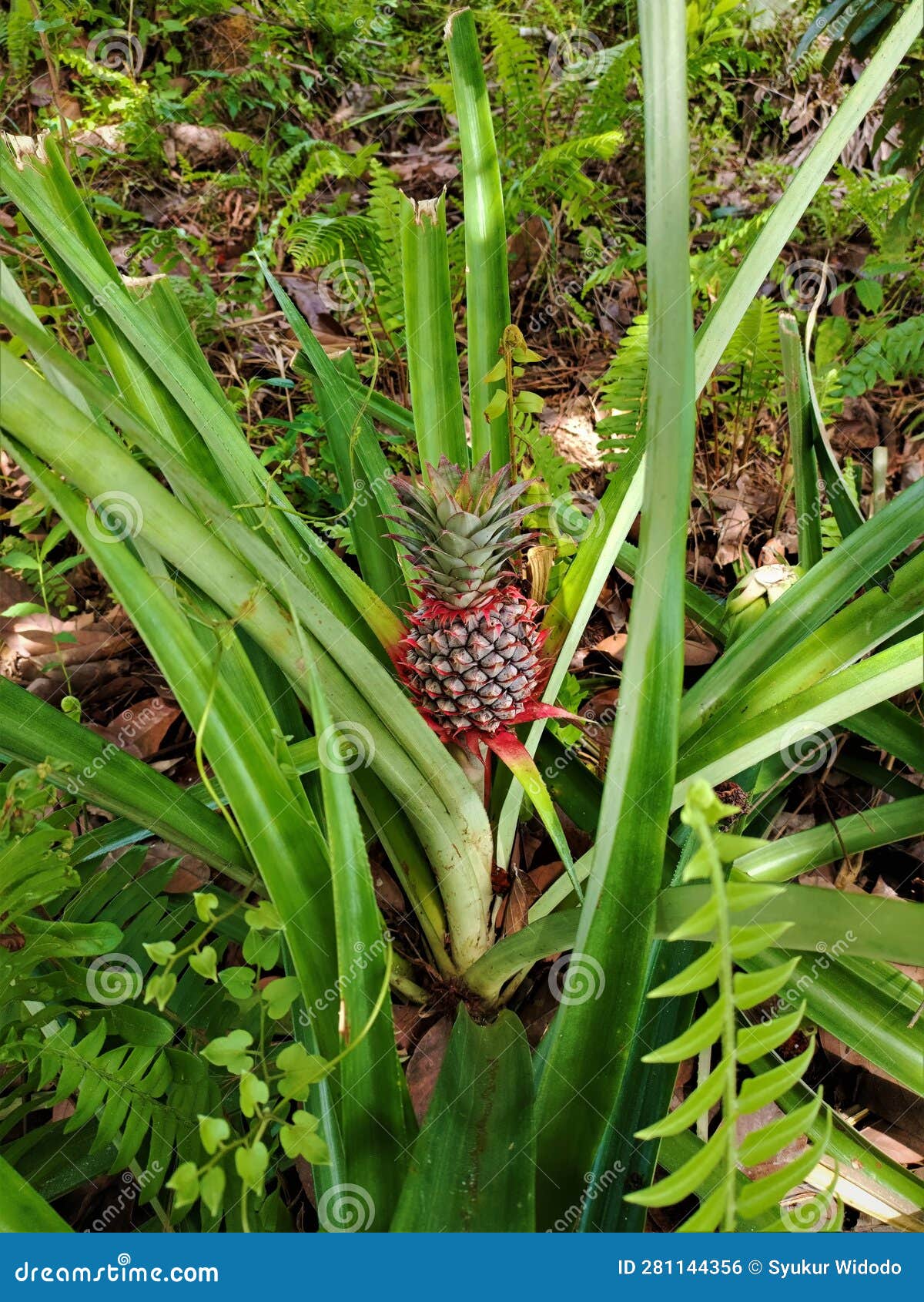 A Pineapple Tree that Grows in Gardens Stock Photo - Image of diet ...