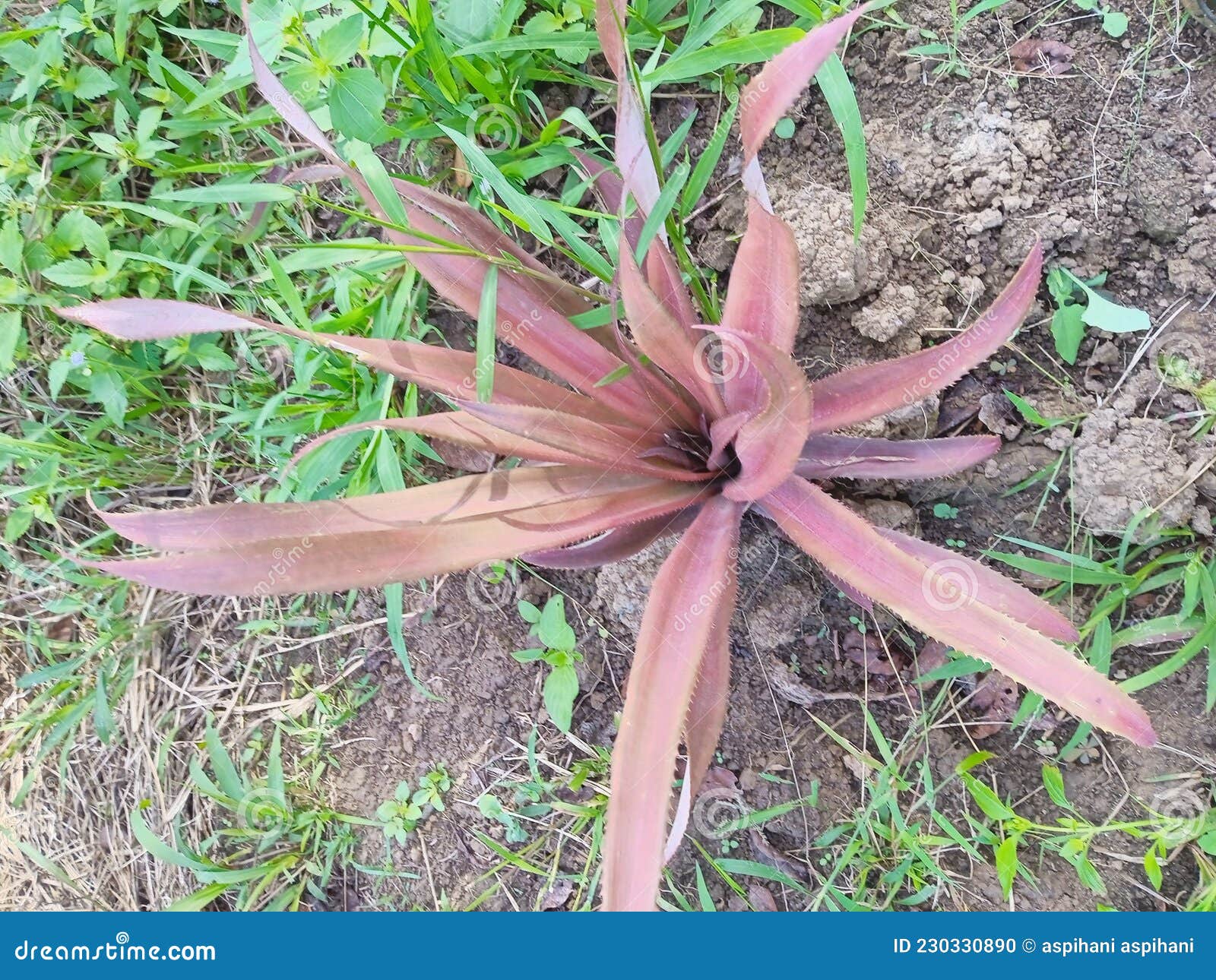 Pineapple Tree that Has Just Been Planted in the Ground Stock Photo ...