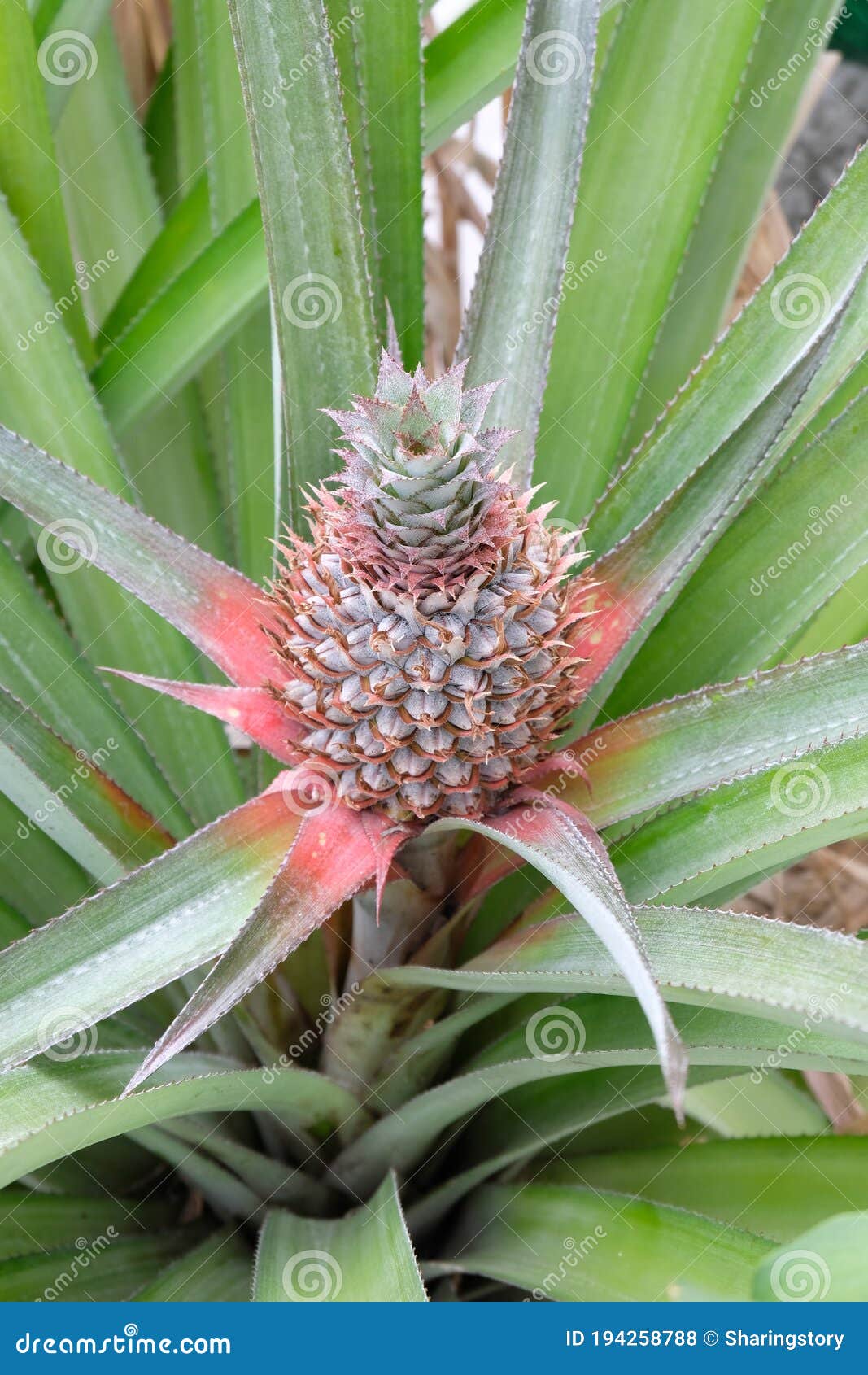 Pineapple on tree stock photo. Image of growing, garden - 194258788