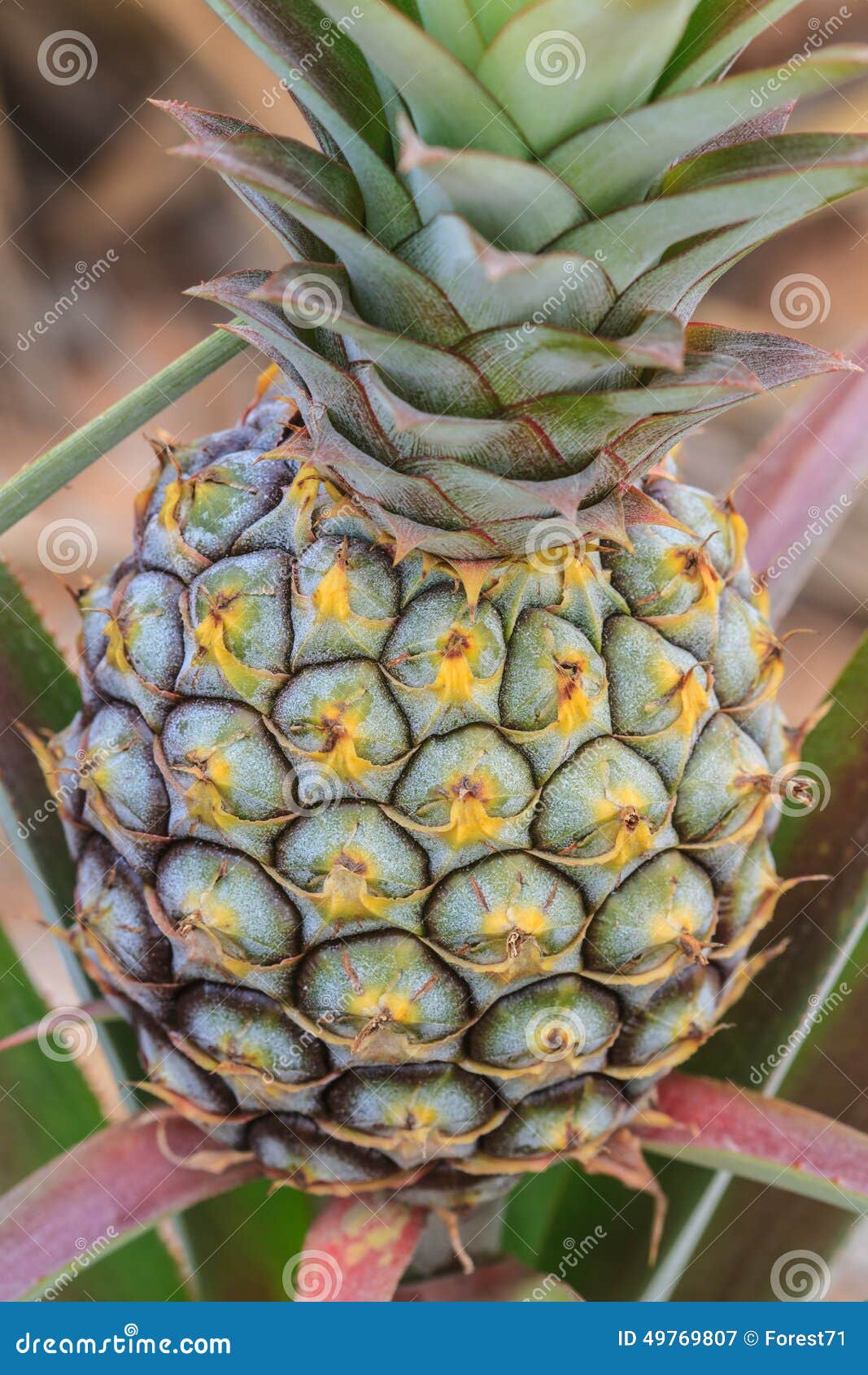 Pineapple tropical fruit stock image. Image of nature - 49769807
