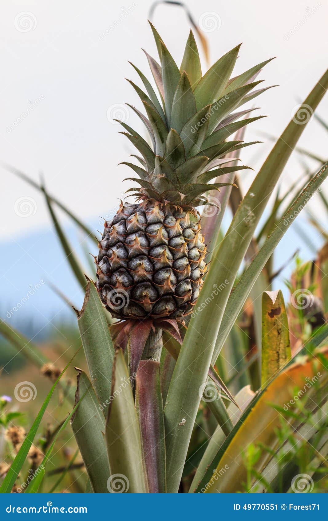 Pineapple tropical fruit stock image. Image of freshness - 49770551