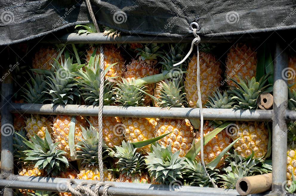 Pineapple in truck stock image. Image of line, delicious - 29935519