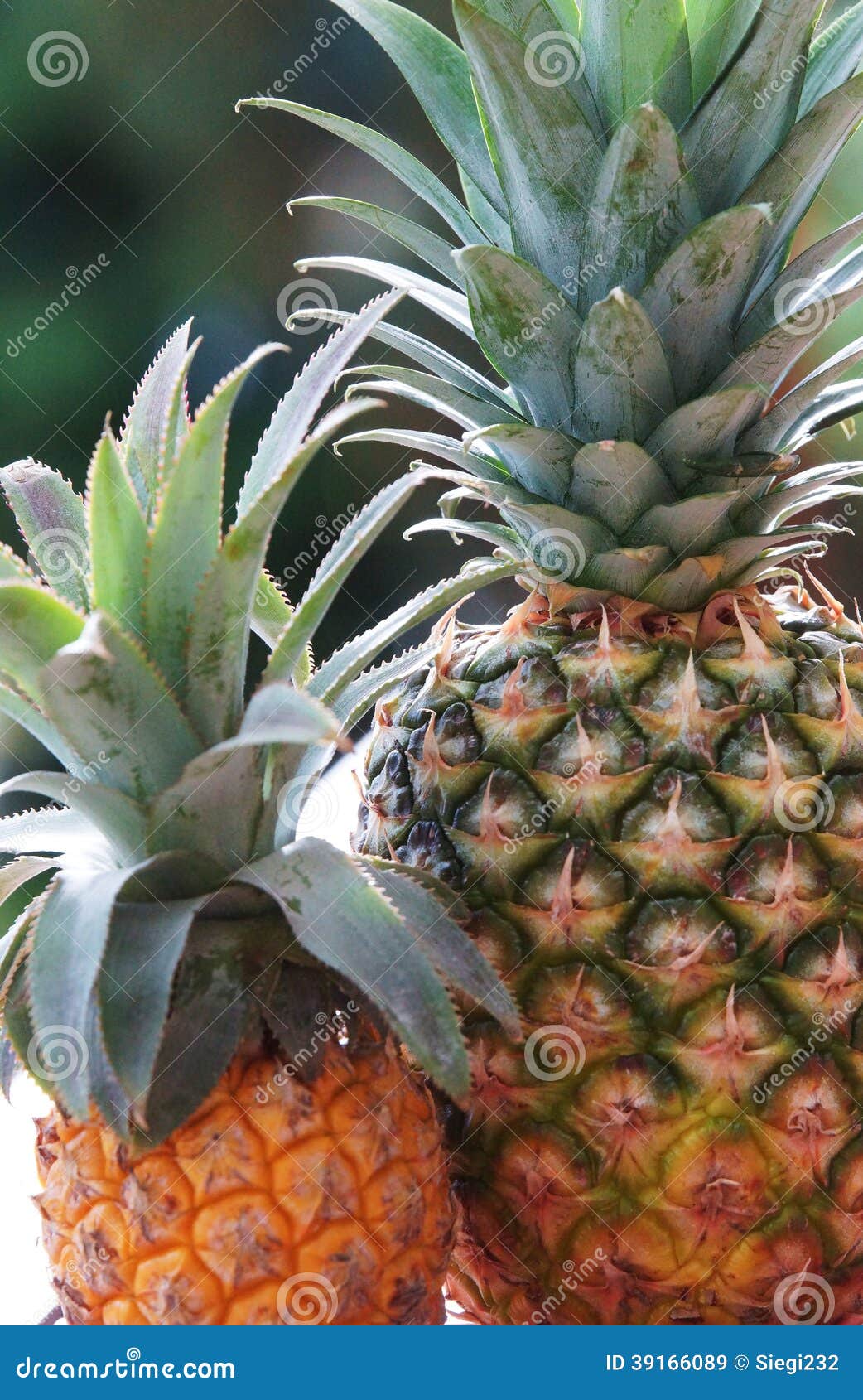 Pineapple stock image. Image of vegetarian, natural, country - 39166089