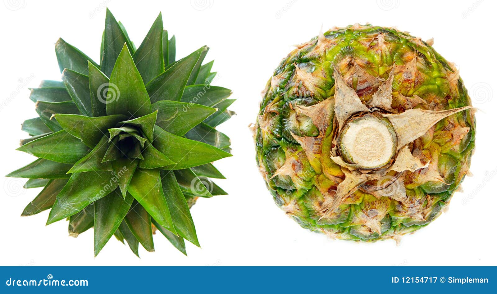 Pineapple. View Up and Under Stock Image - Image of length, food: 12154717