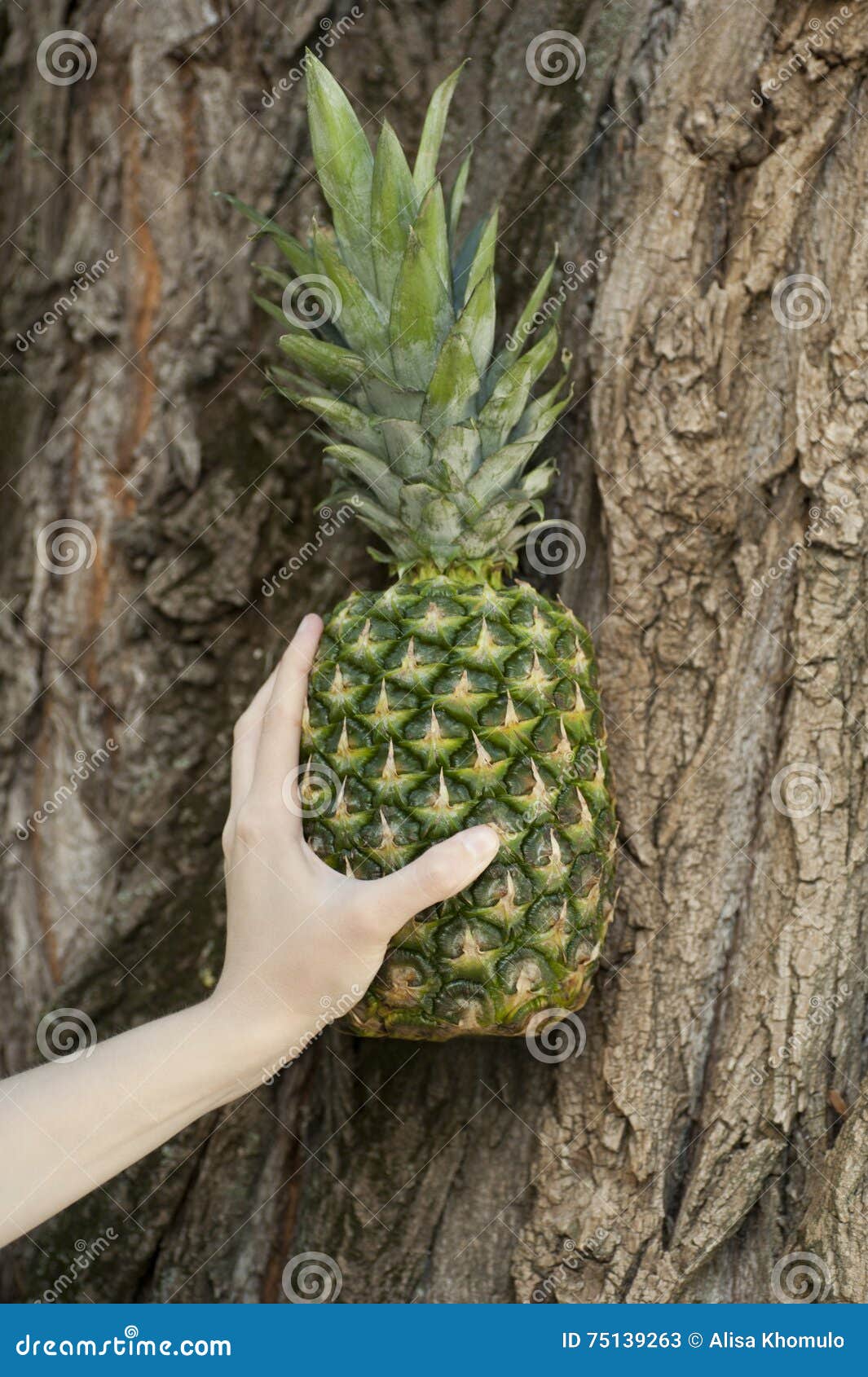 Pineapple on a Wood Background Stock Image - Image of outdoors, natural ...