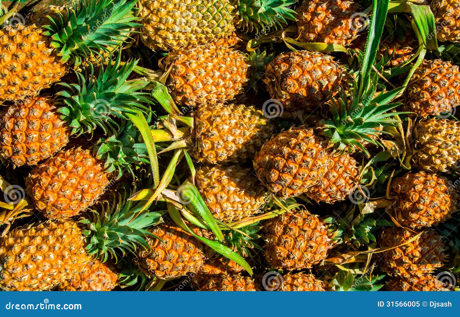 Pineapples stock image. Image of delicious, juicy, lifestyle - 31566005