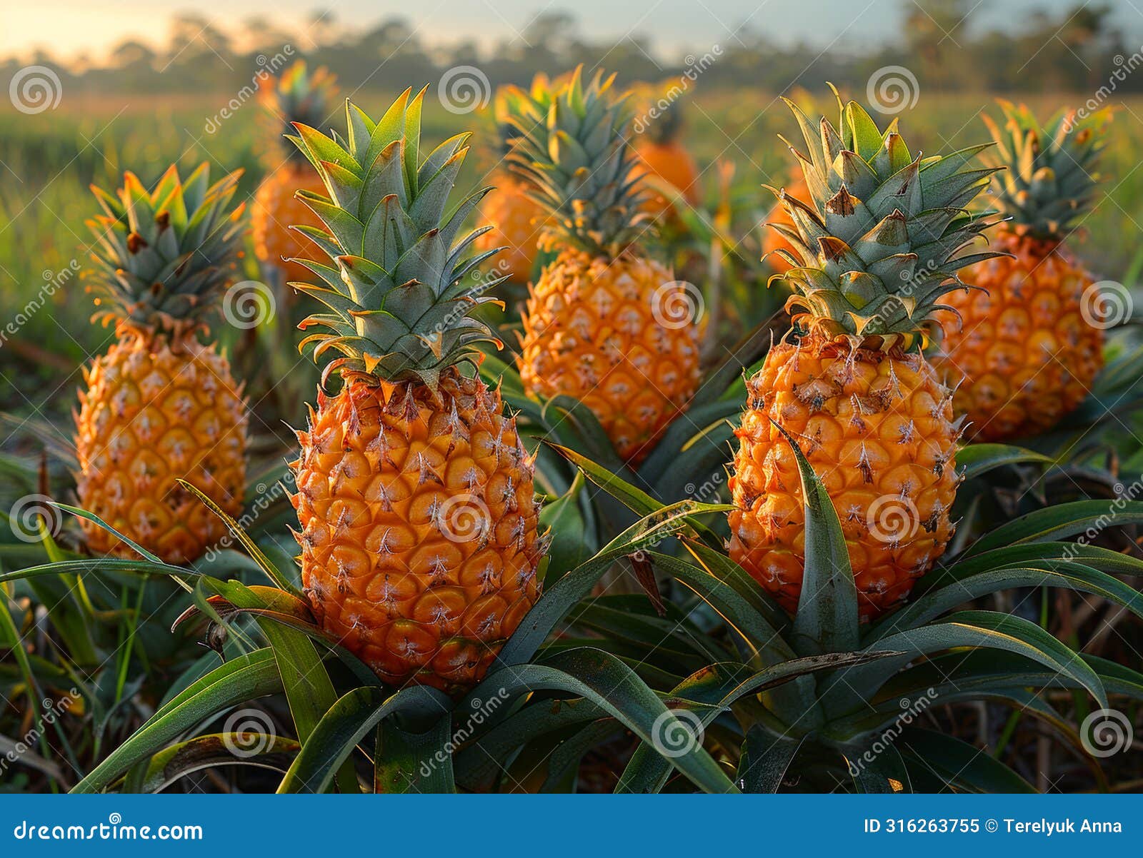 Pineapples in the Field. a Field of Pineapple Plants Stock Image ...