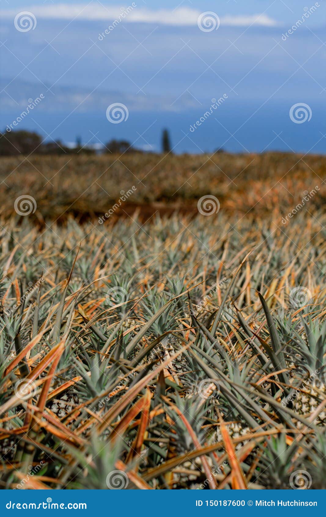 Pineapples Growing in the Field Stock Photo - Image of grow, field ...
