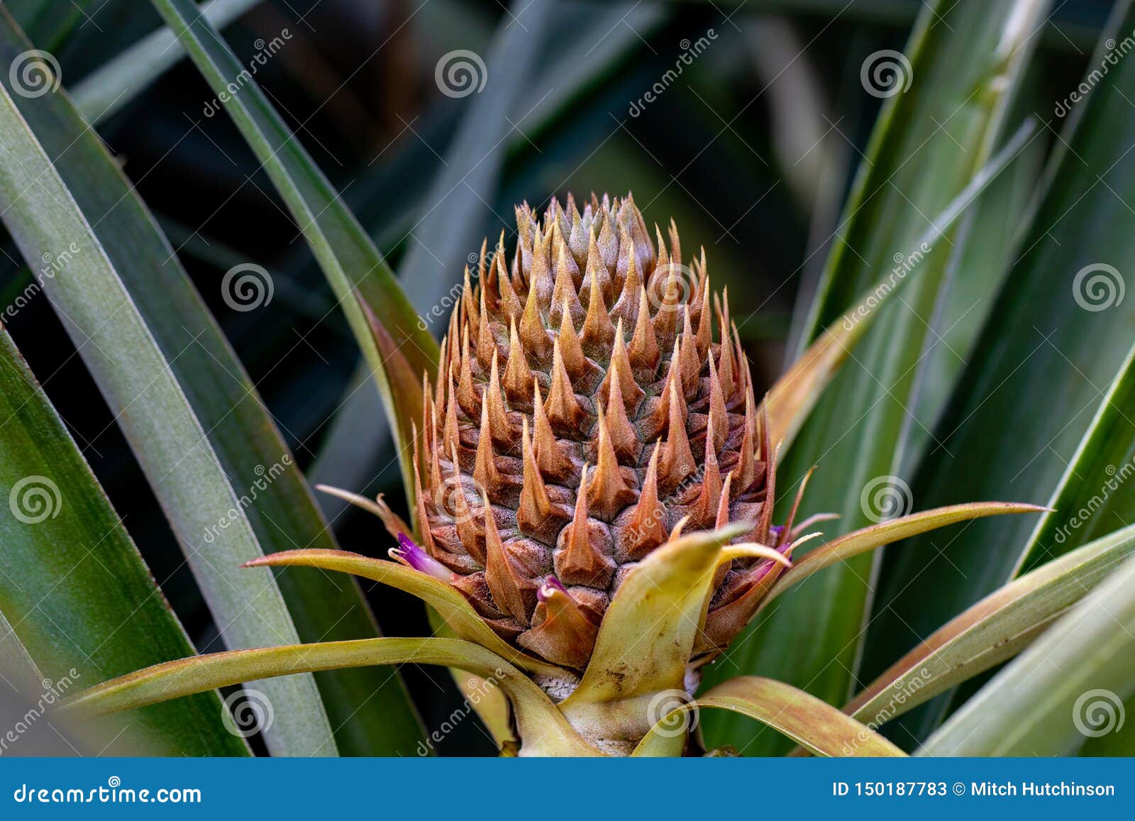Pineapples Growing in the Field Stock Image - Image of growth, farmland ...