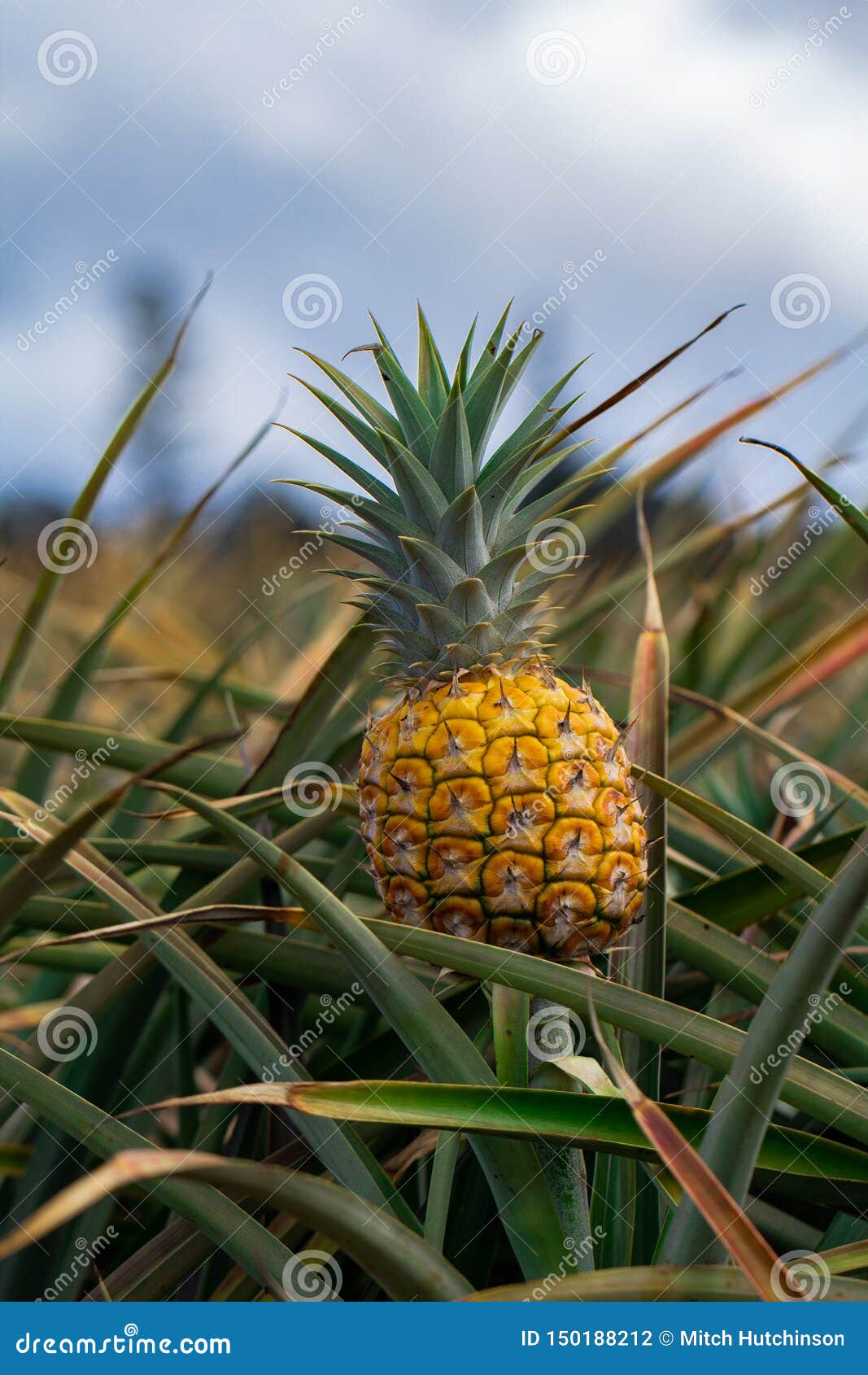 Pineapples Growing in the Field Stock Photo - Image of growth, hawaii ...
